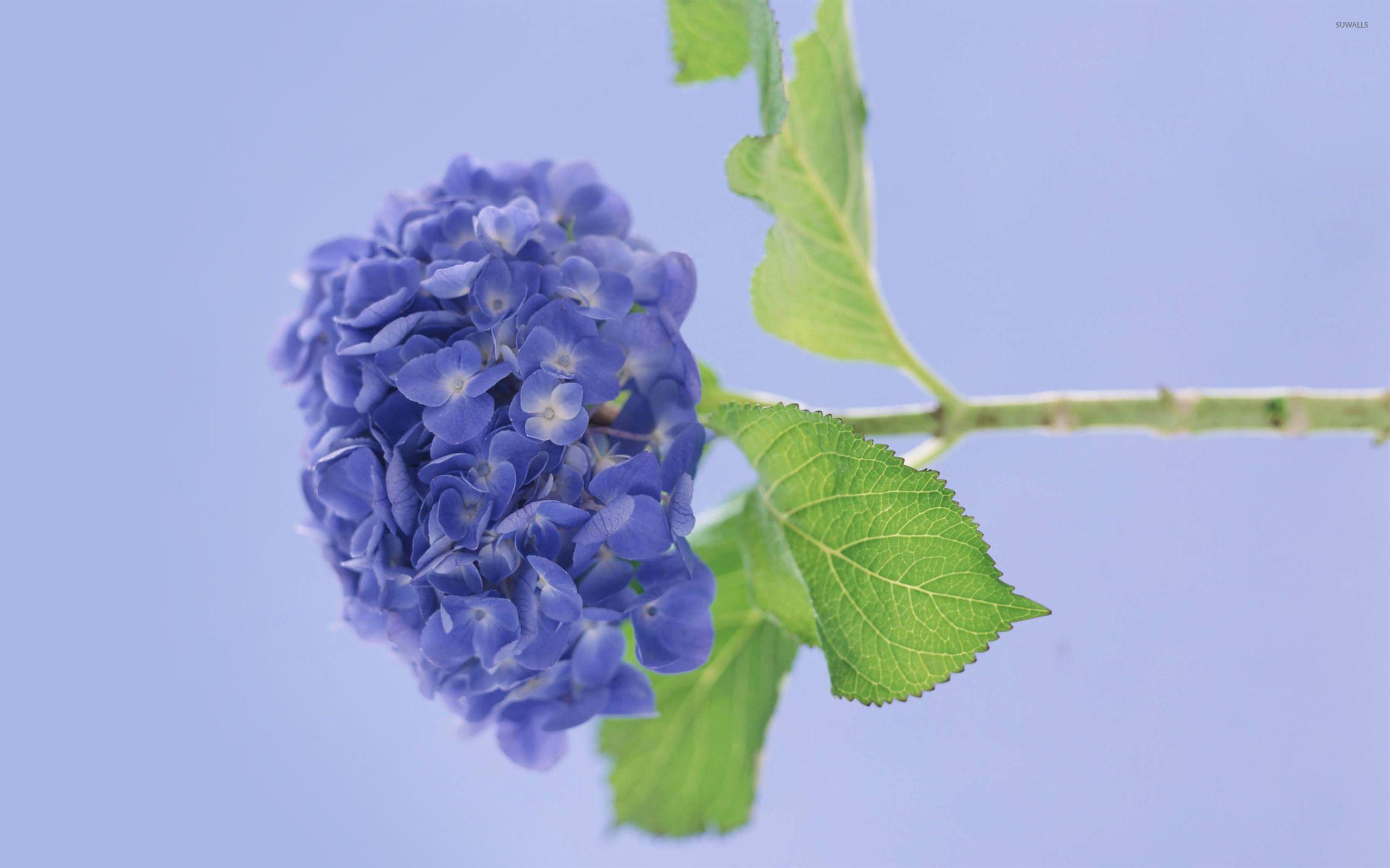 Hydrangea Flower Wallpapers - Top Free Hydrangea Flower Backgrounds ...