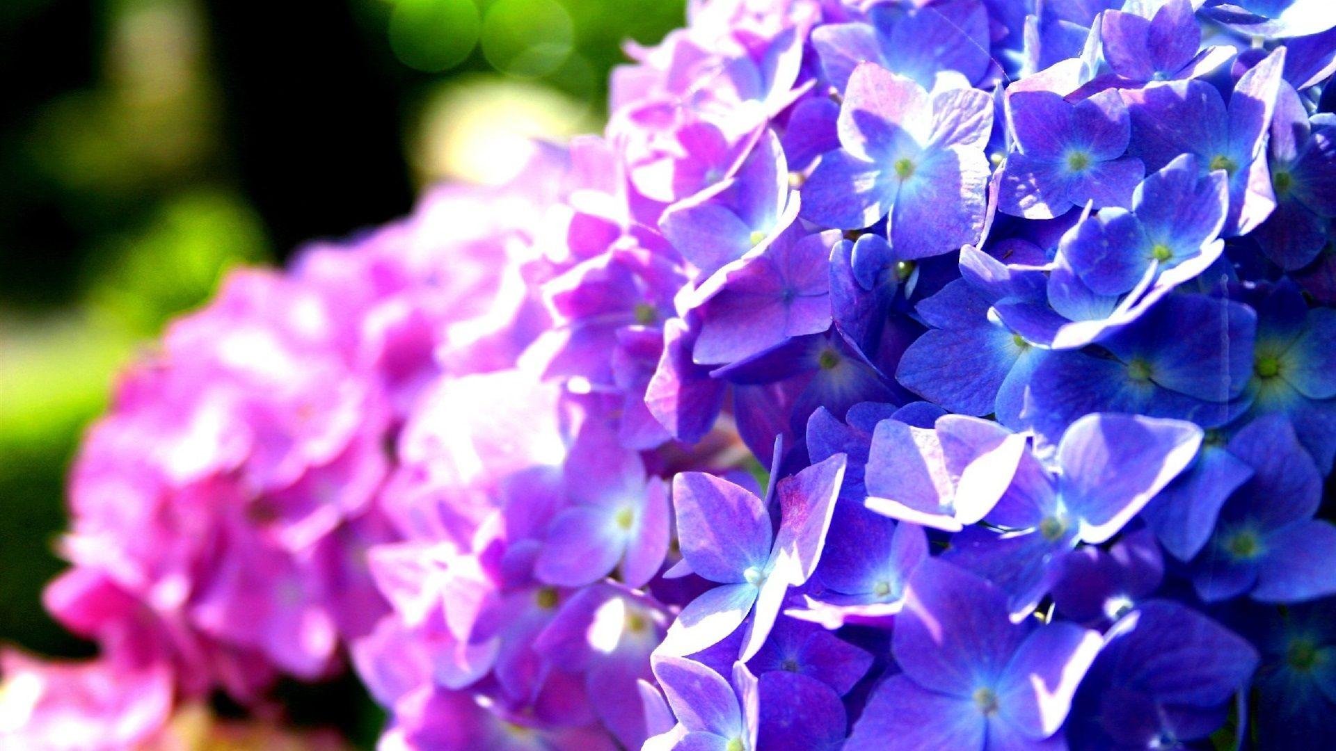 Purple Hydrangea Wallpapers - Top Free Purple Hydrangea Backgrounds ...