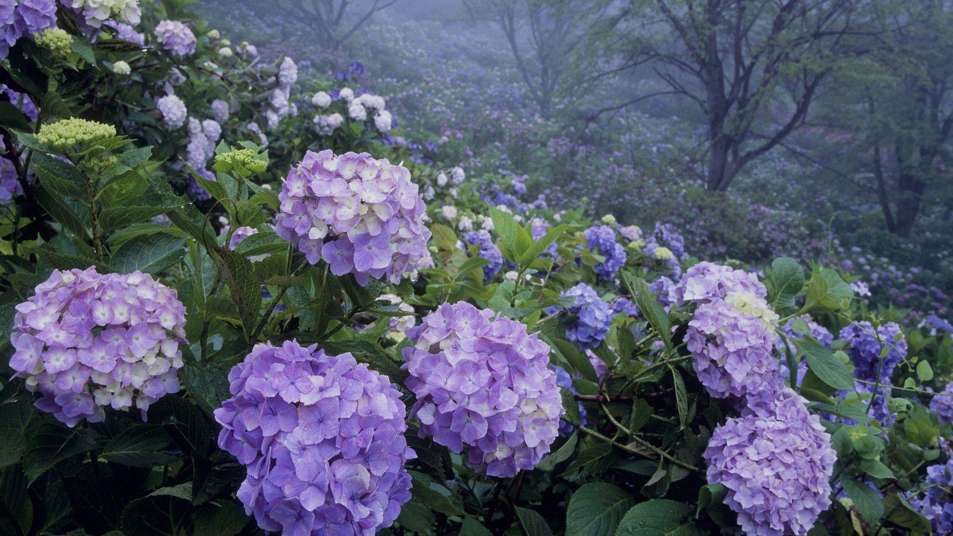 Hydrangea Flower Wallpapers - Top Free Hydrangea Flower Backgrounds ...