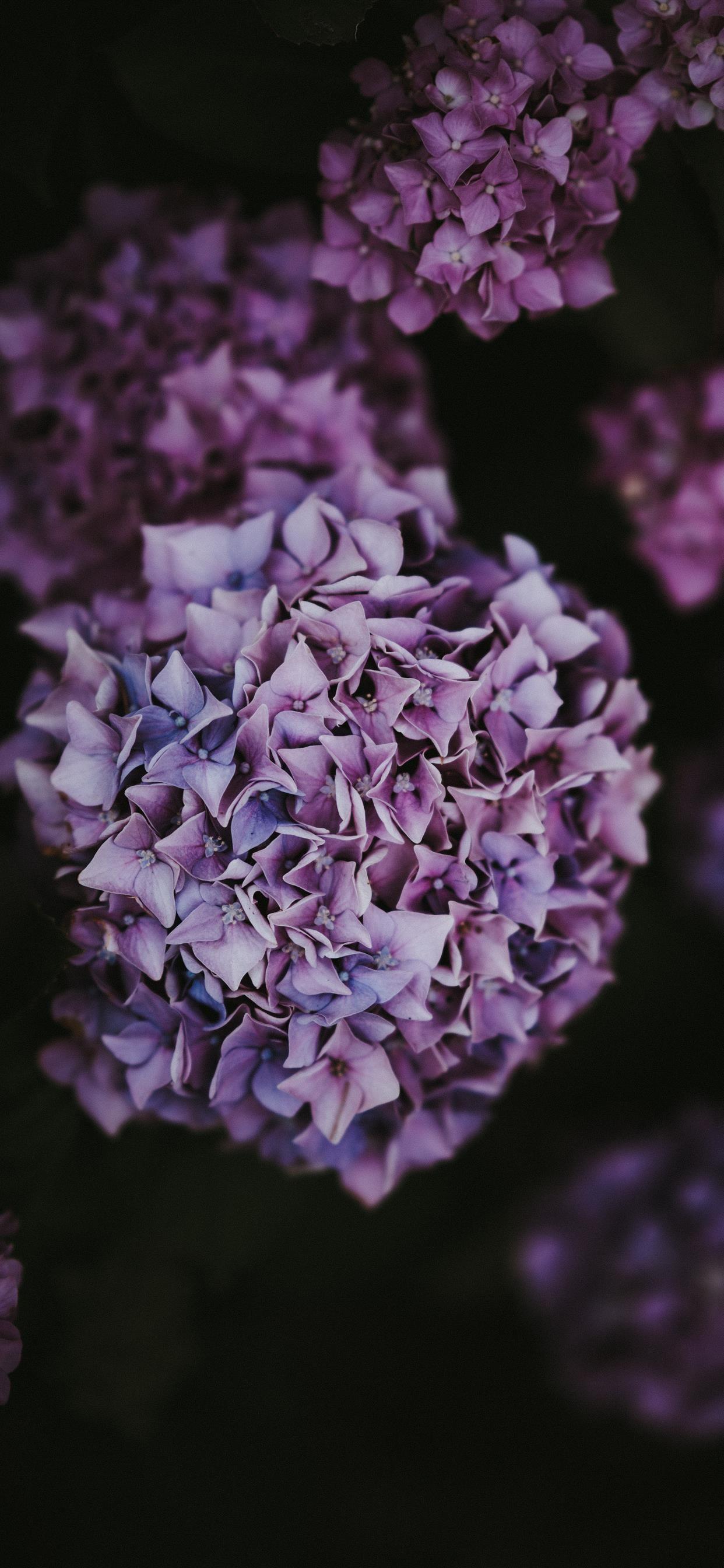 Purple Hydrangea Wallpapers - Top Free Purple Hydrangea Backgrounds ...