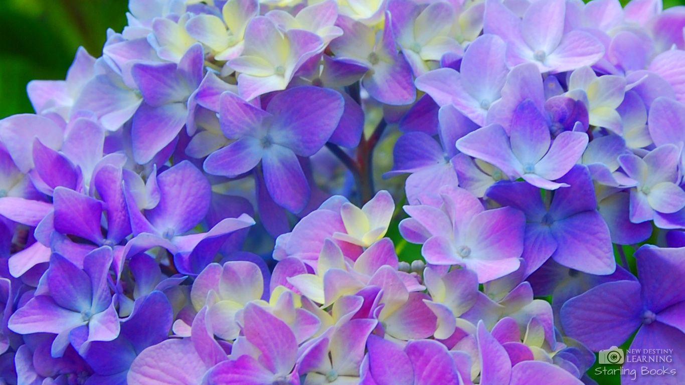Purple Hydrangea Wallpapers - Top Free Purple Hydrangea Backgrounds ...