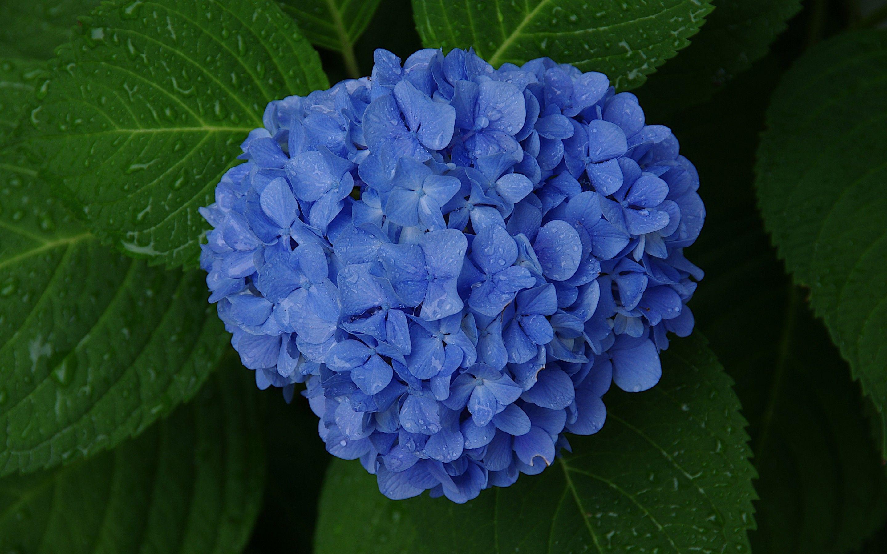 Blue Hydrangea Wallpapers - Top Free Blue Hydrangea Backgrounds ...