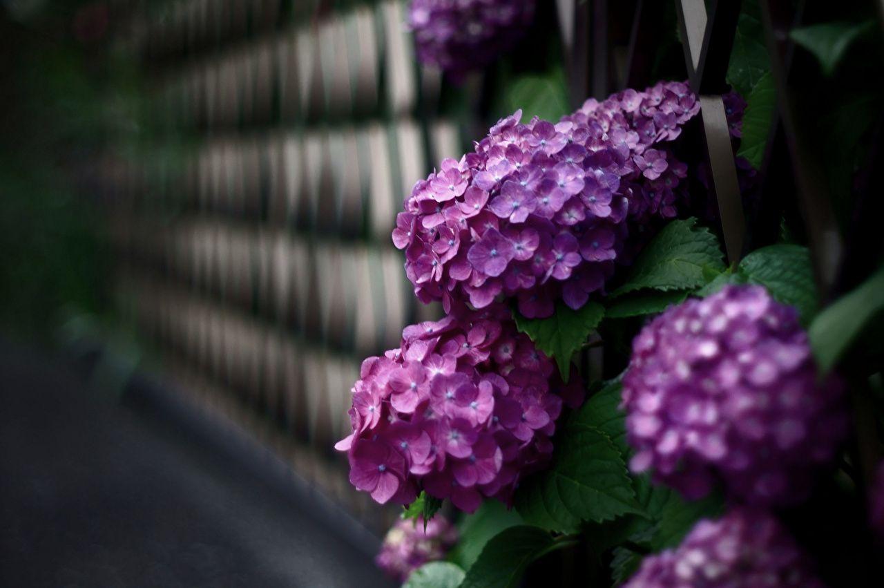 Purple Hydrangea Wallpapers - Top Free Purple Hydrangea Backgrounds ...