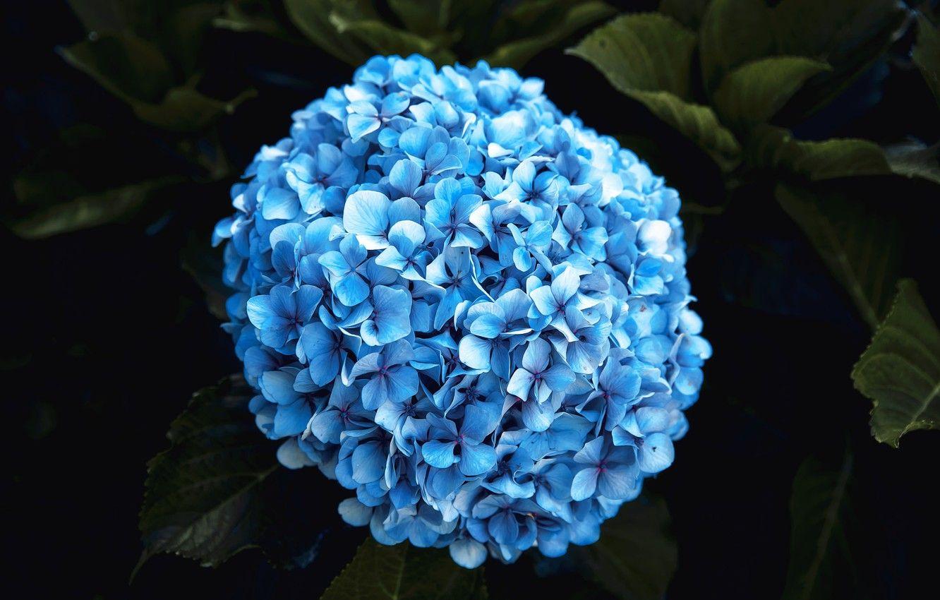 Blue Hydrangea Wallpapers - Top Free Blue Hydrangea Backgrounds ...