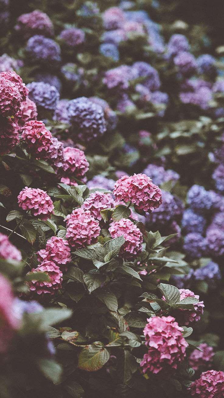 Hydrangea Flower Wallpapers - Top Free Hydrangea Flower Backgrounds ...
