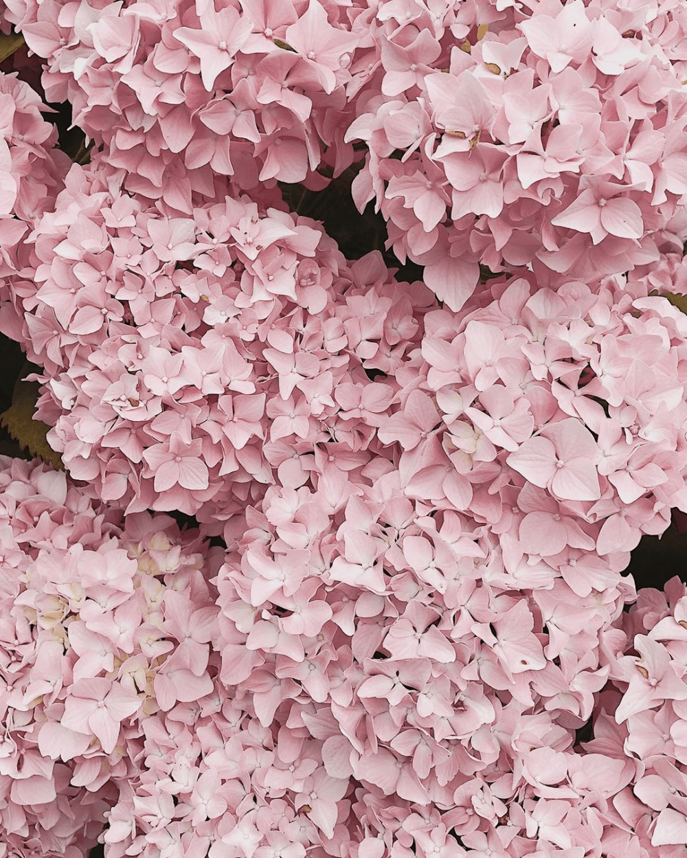 Hydrangea Flower Wallpapers - Top Free Hydrangea Flower Backgrounds ...