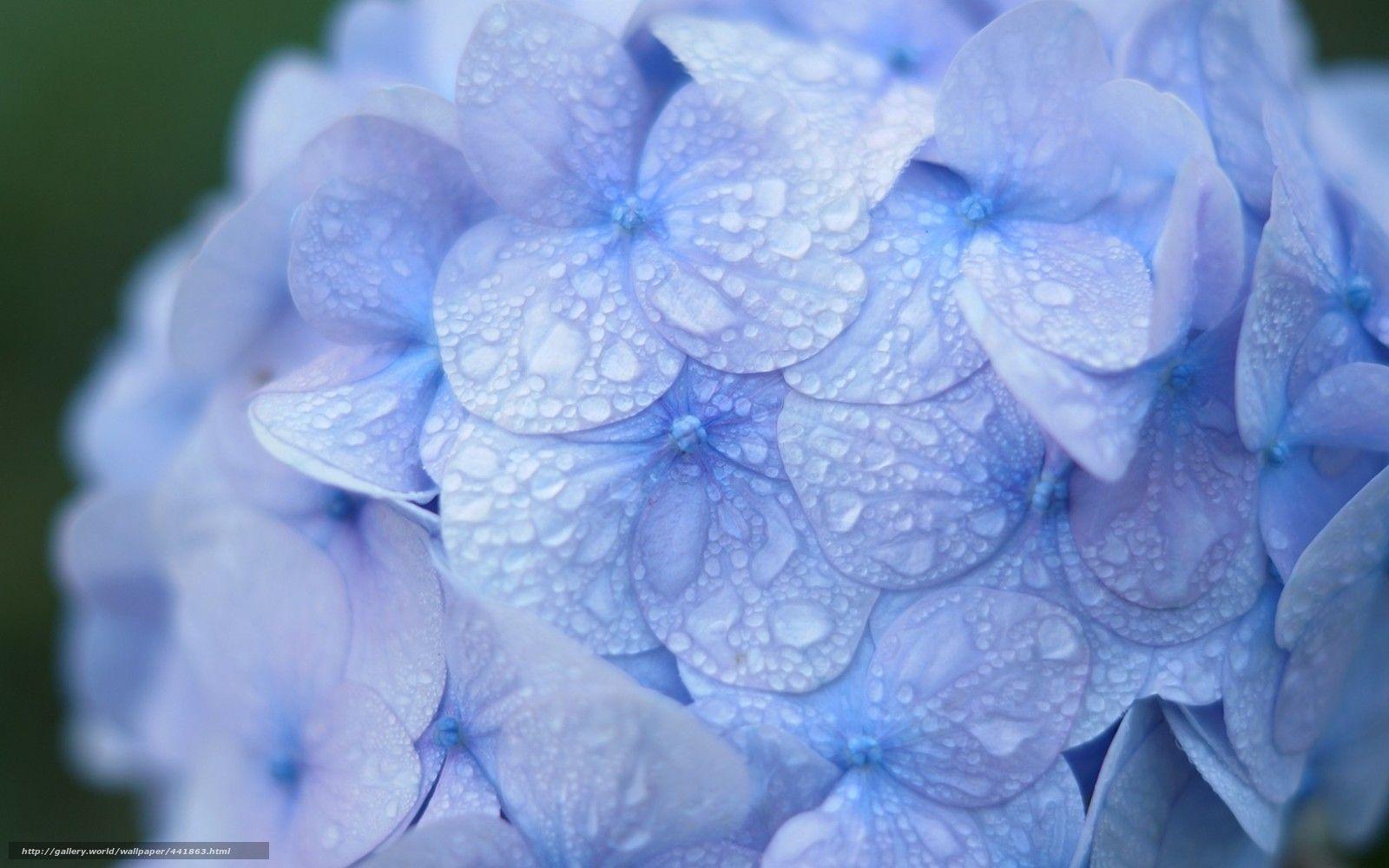 Hydrangea Flower Wallpapers - Top Free Hydrangea Flower Backgrounds ...