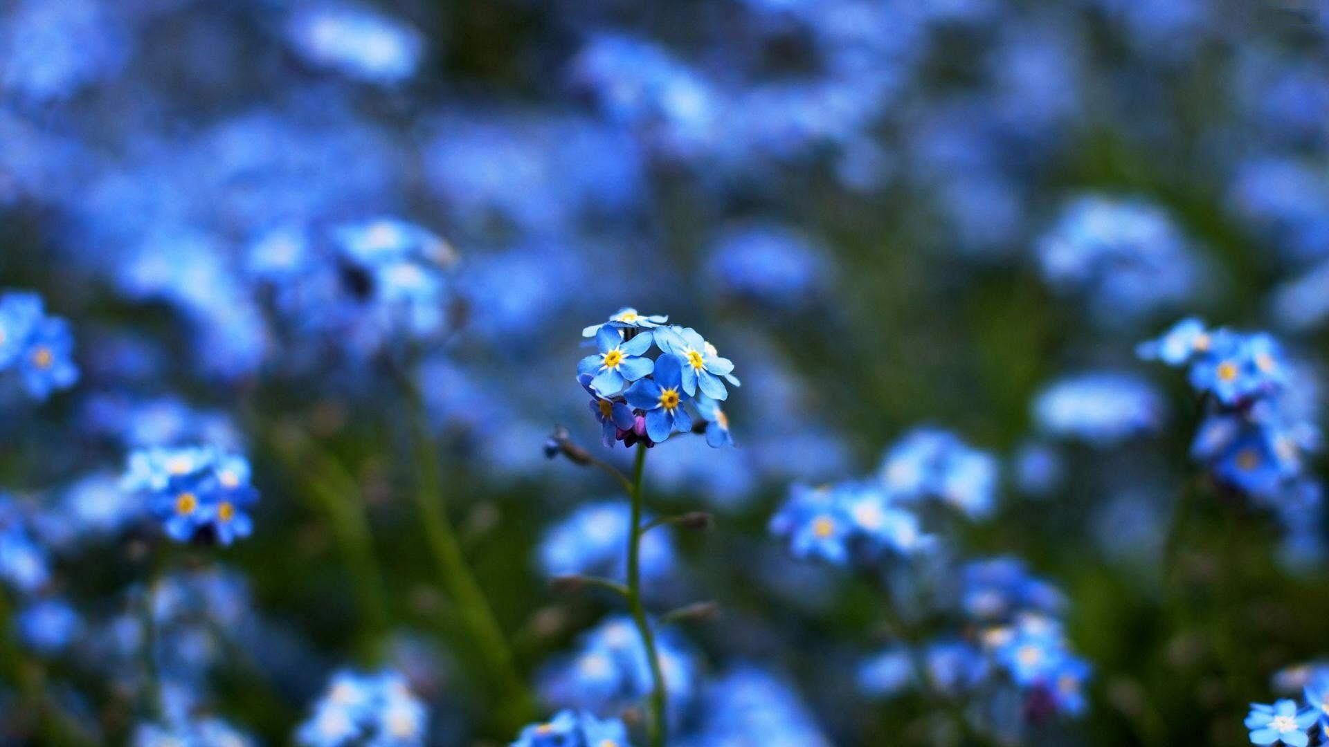 Blue HD Flower Wallpapers - Top Free Blue HD Flower Backgrounds ...
