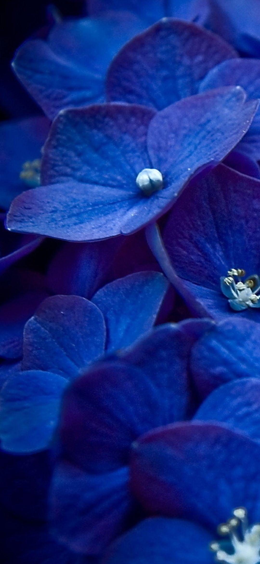 Blue HD Flower Wallpapers - Top Free Blue HD Flower Backgrounds ...
