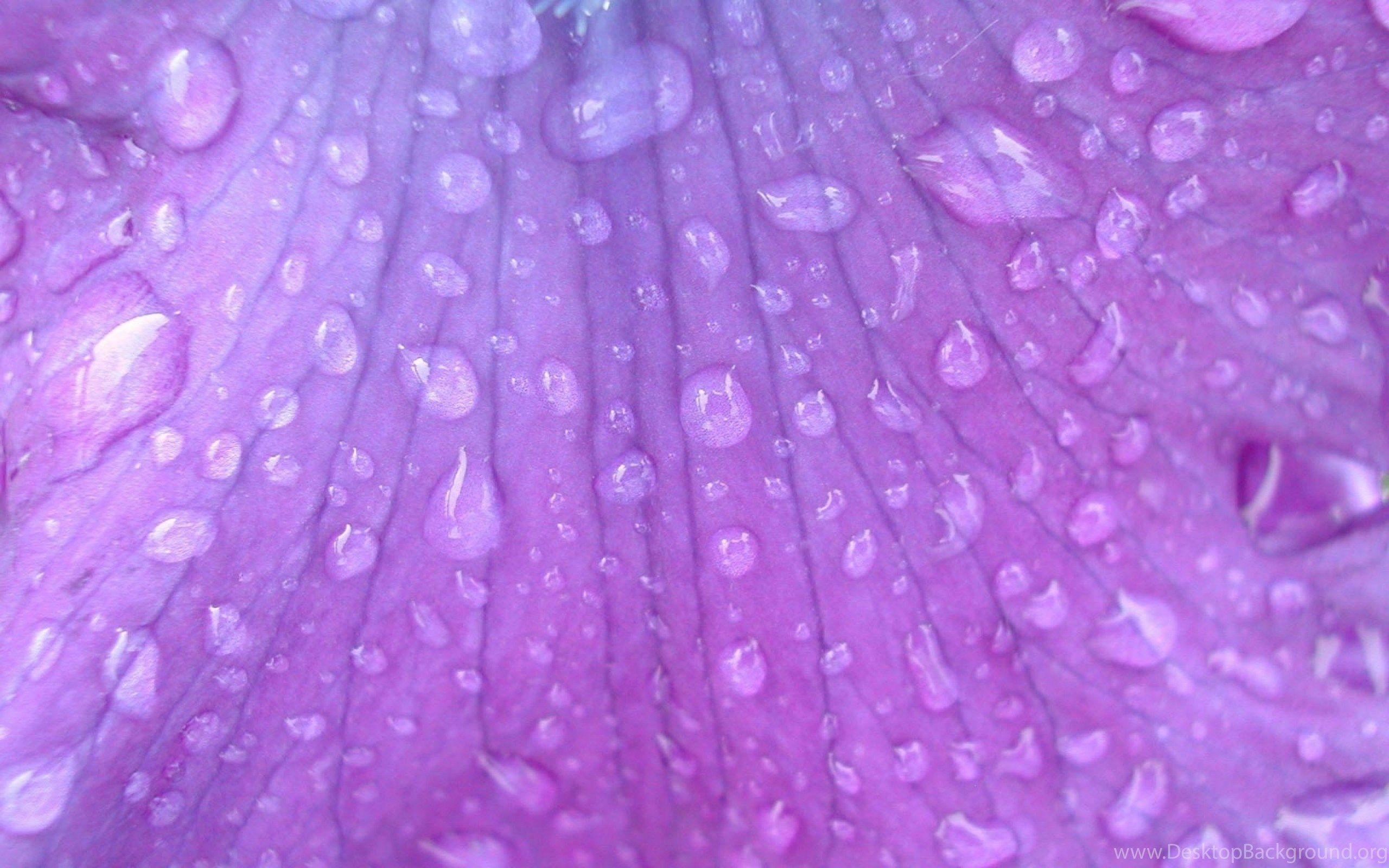 Lavender Color Wallpapers - Top Free Lavender Color Backgrounds ...