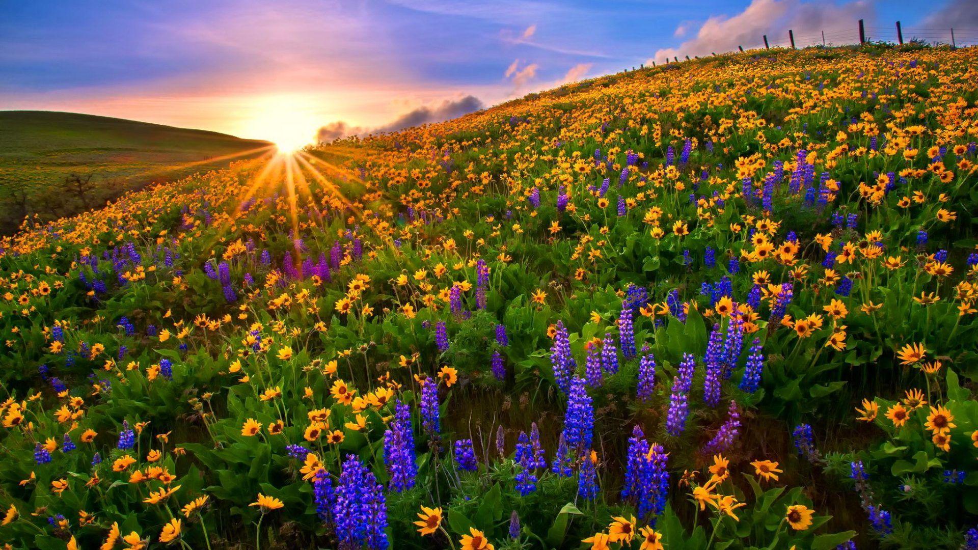 Pacific Northwest Spring Wallpapers - Top Free Pacific Northwest Spring ...