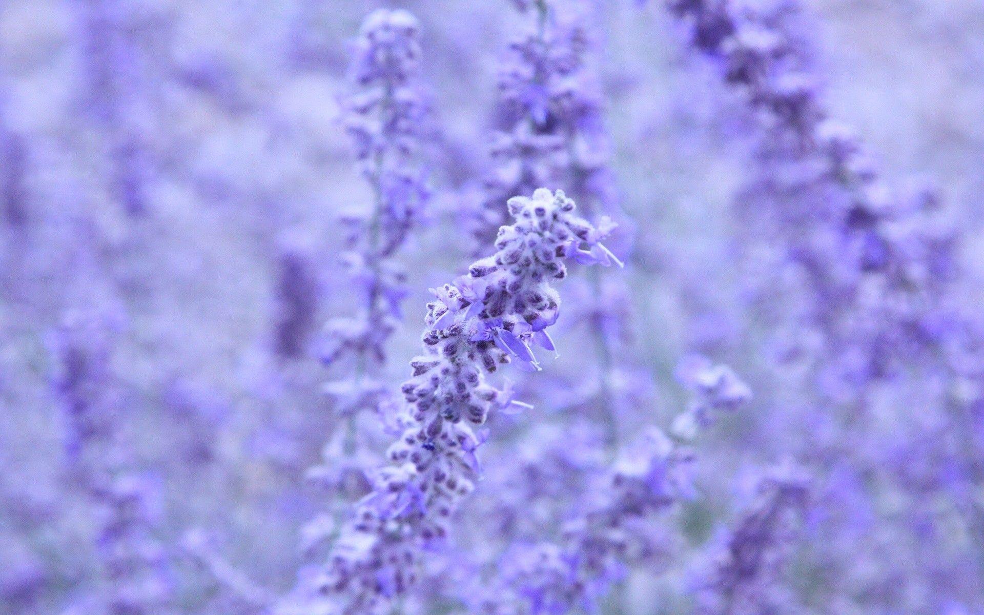 Lavender Color Wallpapers - Top Free Lavender Color Backgrounds ...