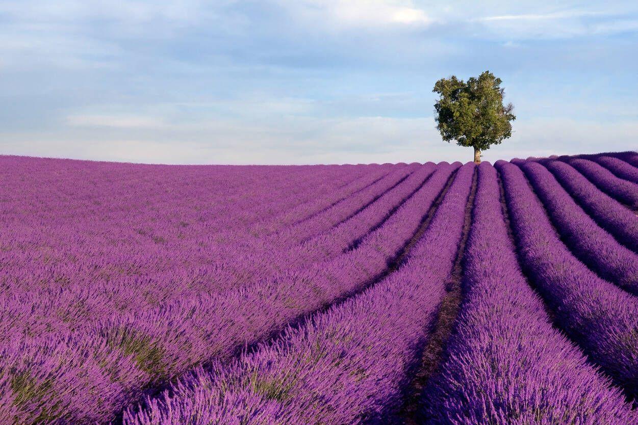 Lavender Color Wallpapers - Top Free Lavender Color Backgrounds ...