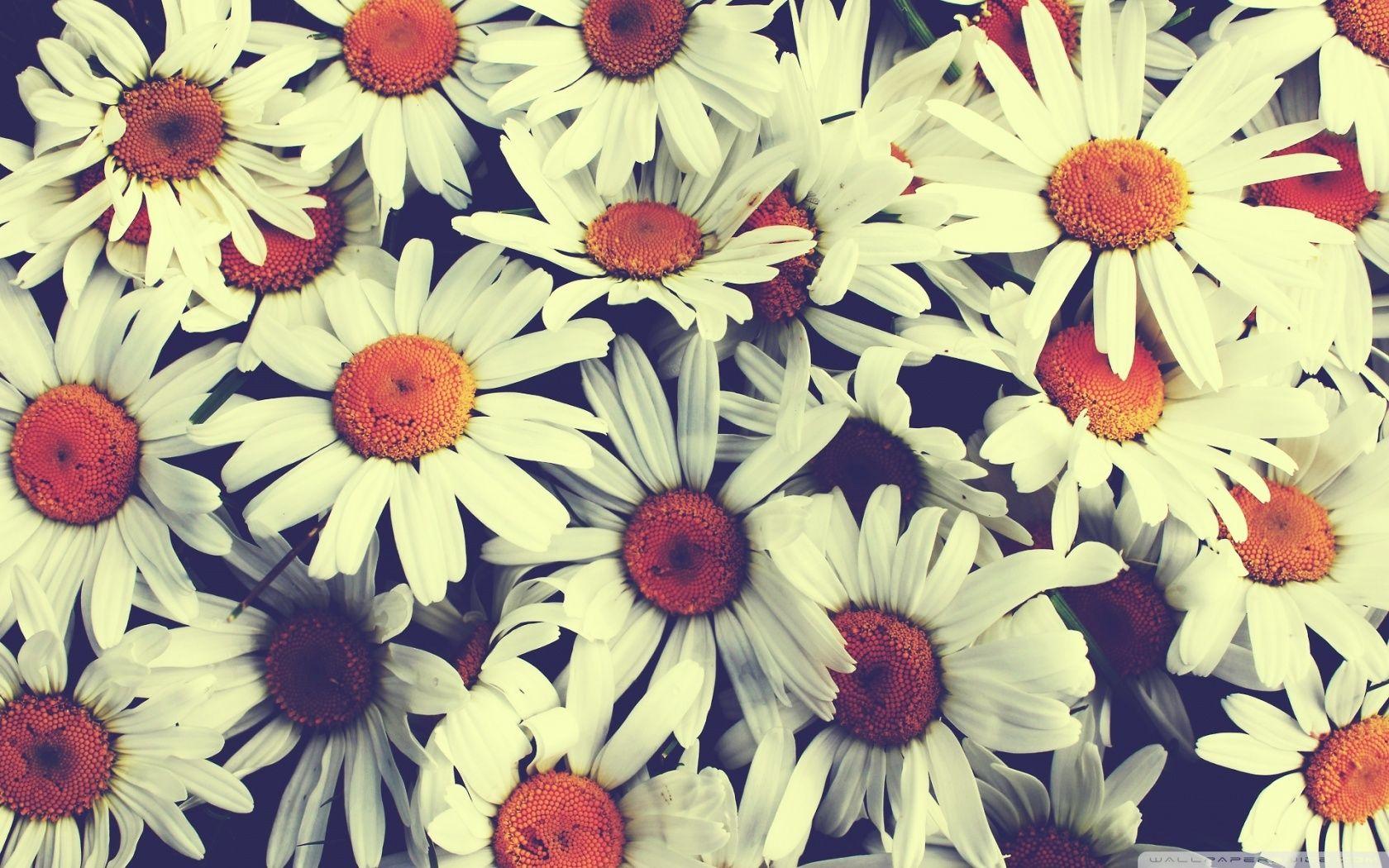Cute Floral Desktop Wallpapers - Top Free Cute Floral Desktop ...