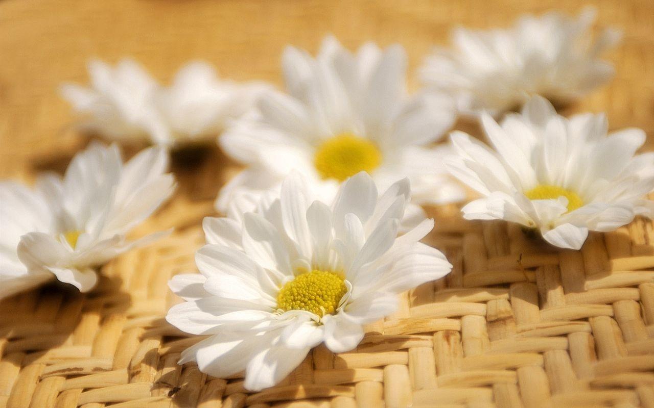 Cute Floral Desktop Wallpapers - Top Free Cute Floral Desktop ...
