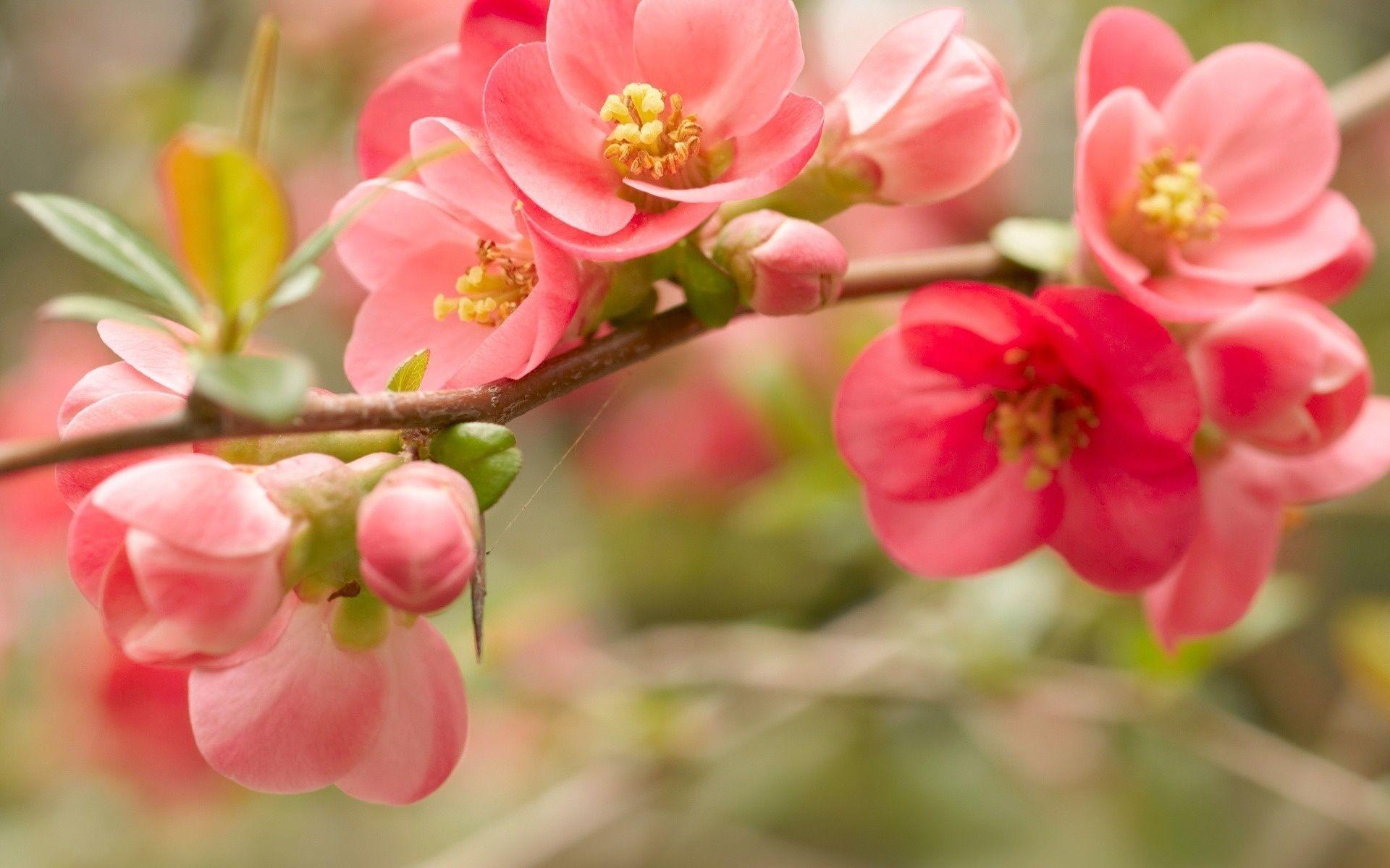 Cute Floral Desktop Wallpapers - Top Free Cute Floral Desktop ...