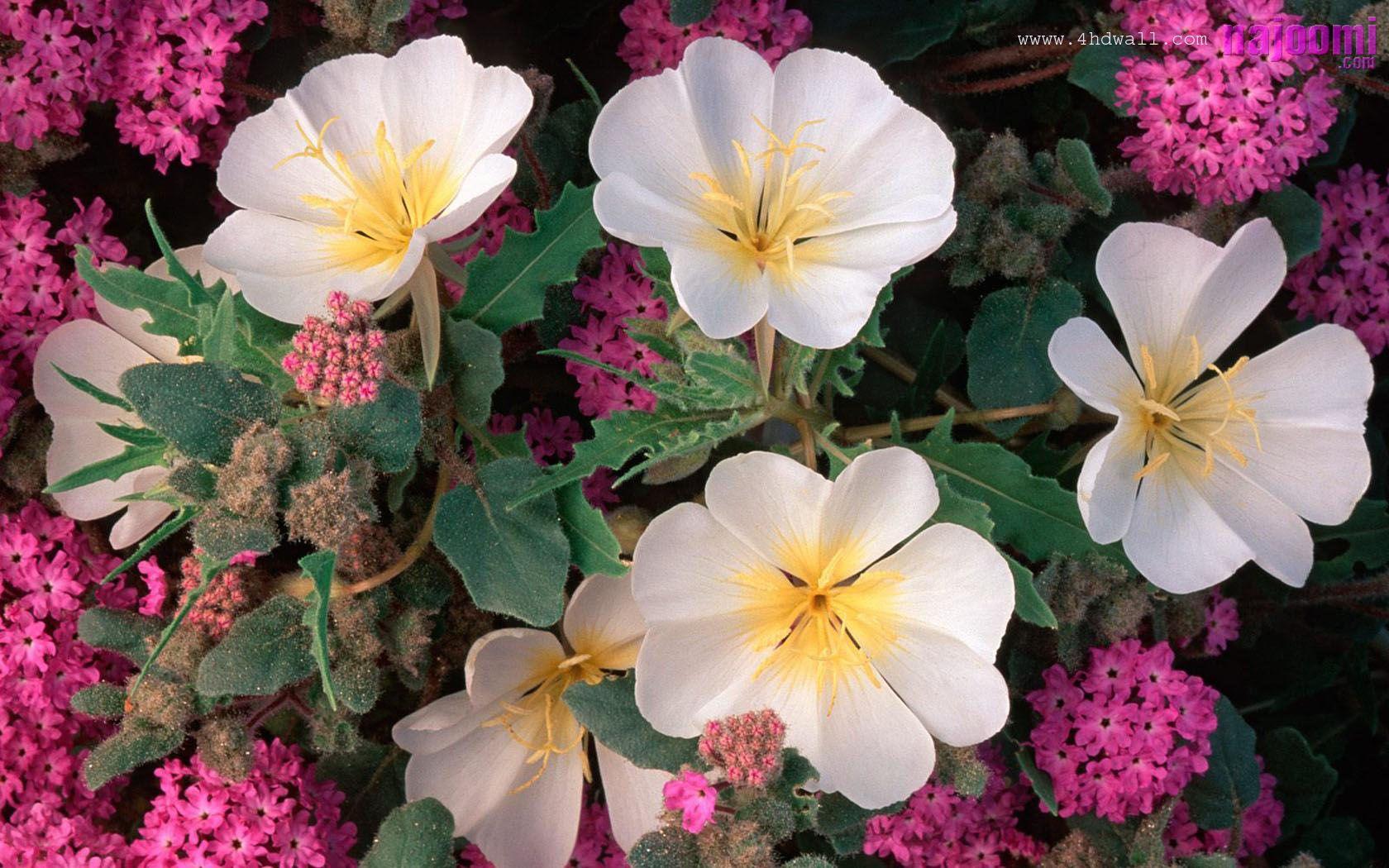 Cute Floral Desktop Wallpapers - Top Free Cute Floral Desktop ...