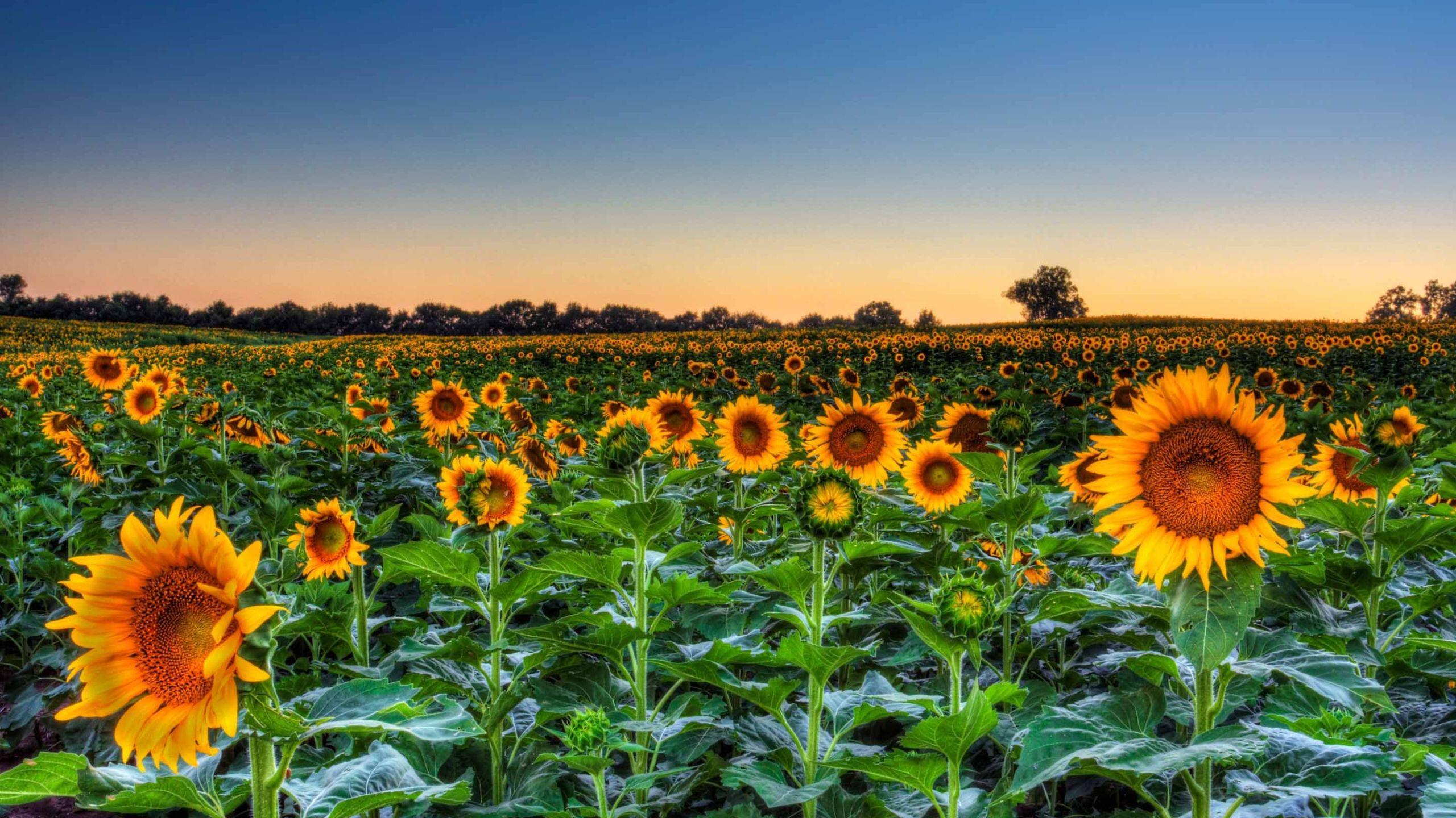 Sunflower Field Sunset Wallpapers - Top Free Sunflower Field Sunset ...