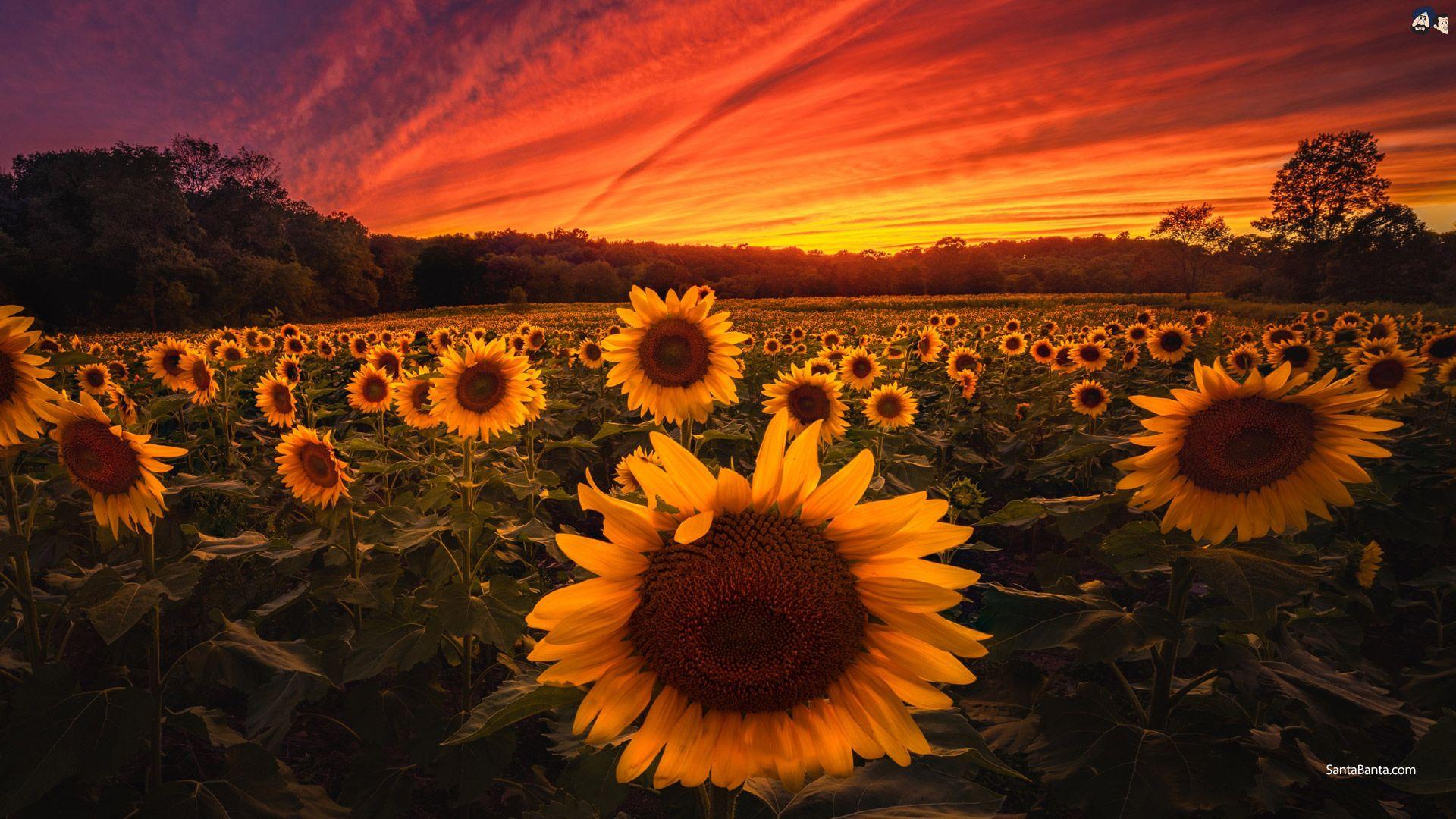 Sunflower Field Sunset Wallpapers - Top Free Sunflower Field Sunset ...