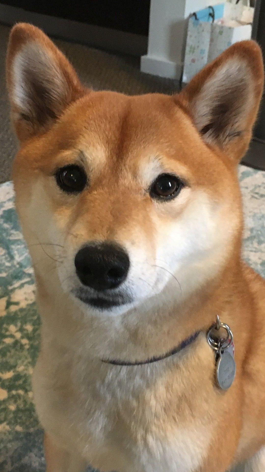 Doge Phone Wallpapers - Top Free Doge Phone Backgrounds - WallpaperAccess