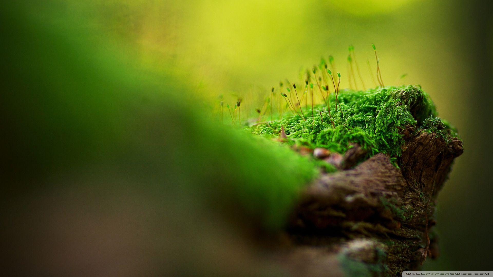 Macro Nature Wallpapers - Top Free Macro Nature Backgrounds ...