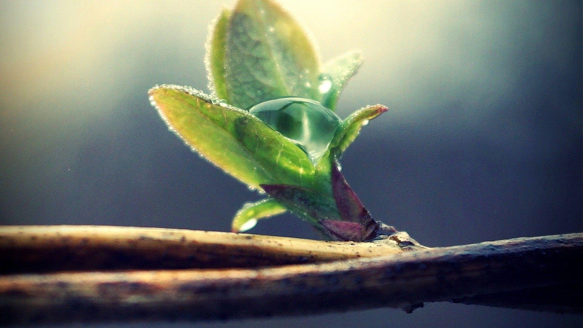 Macro Nature Wallpapers - Top Free Macro Nature Backgrounds ...