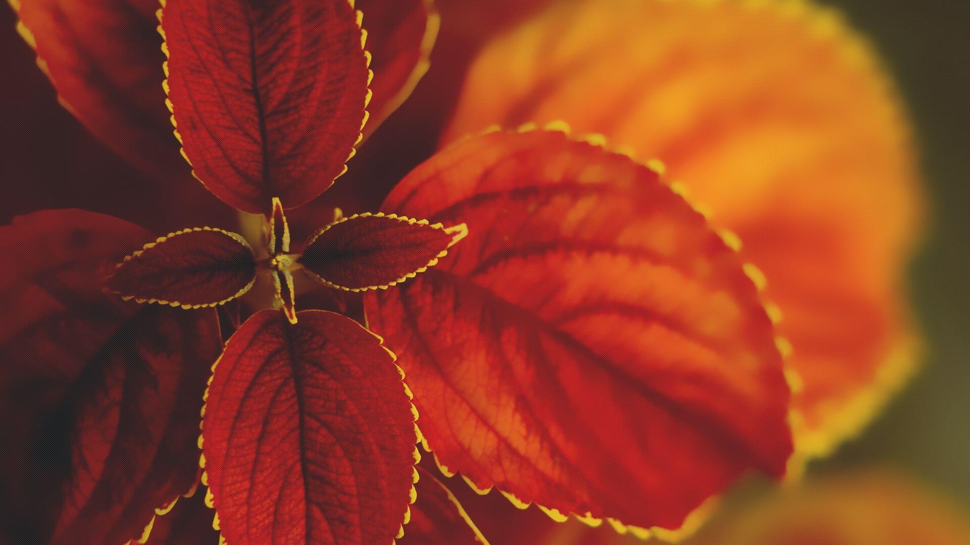 Macro Nature Wallpapers - Top Free Macro Nature Backgrounds ...