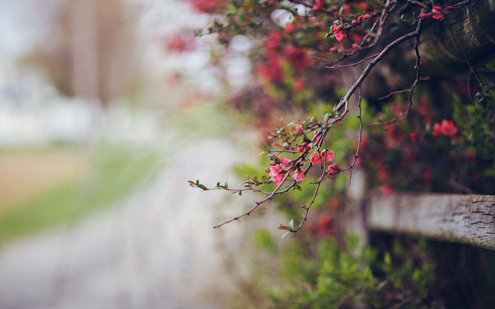 Macro Nature Wallpapers - Top Free Macro Nature Backgrounds ...