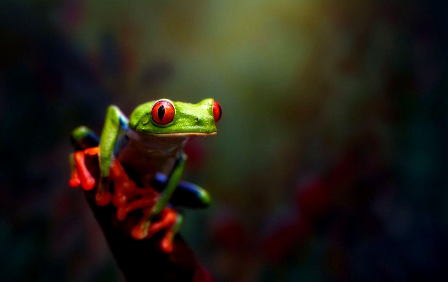 Macro Nature Wallpapers - Top Free Macro Nature Backgrounds ...