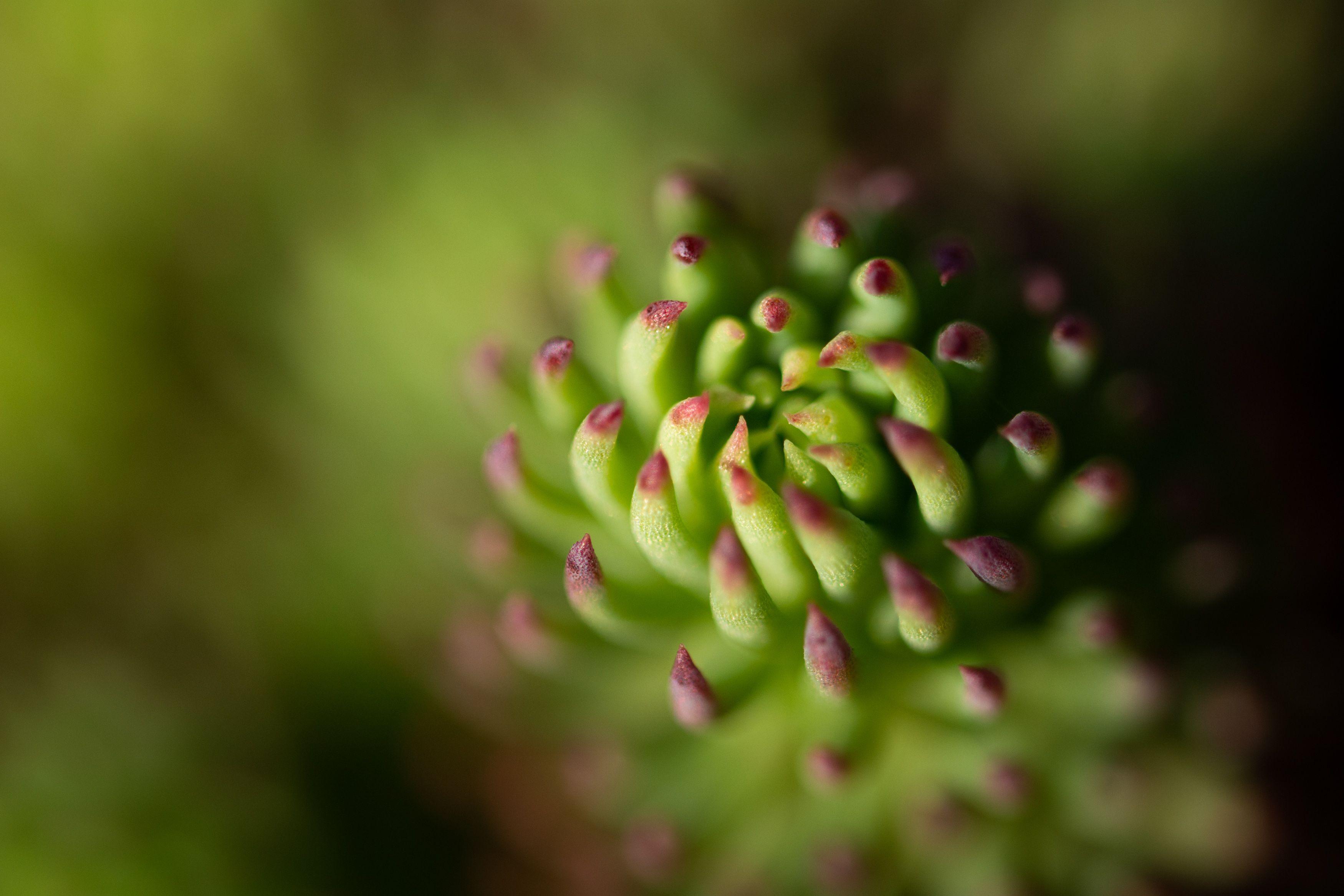 Macro Photography Nature Wallpapers - Top Free Macro Photography Nature ...
