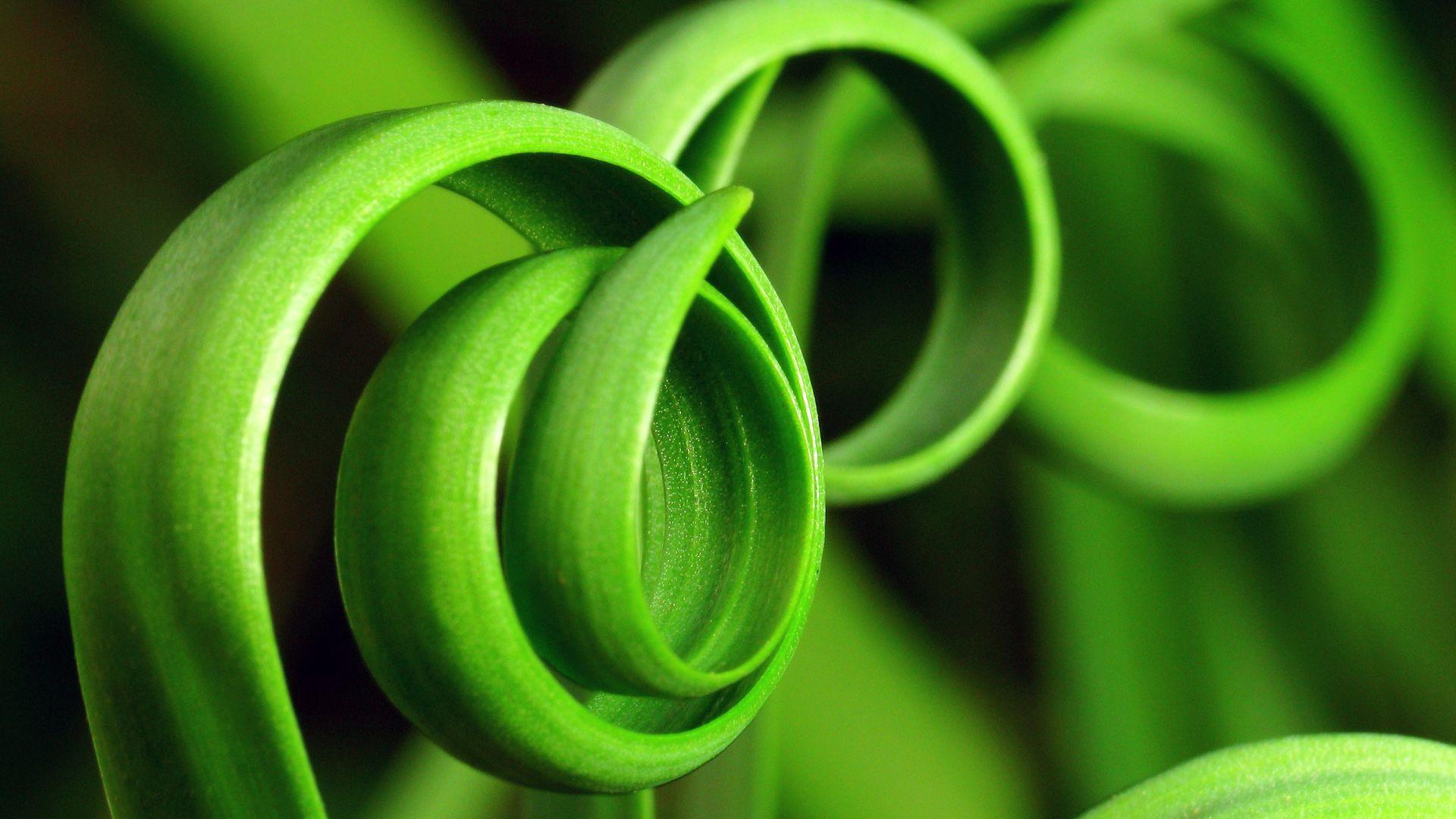 Macro Nature Wallpapers - Top Free Macro Nature Backgrounds ...