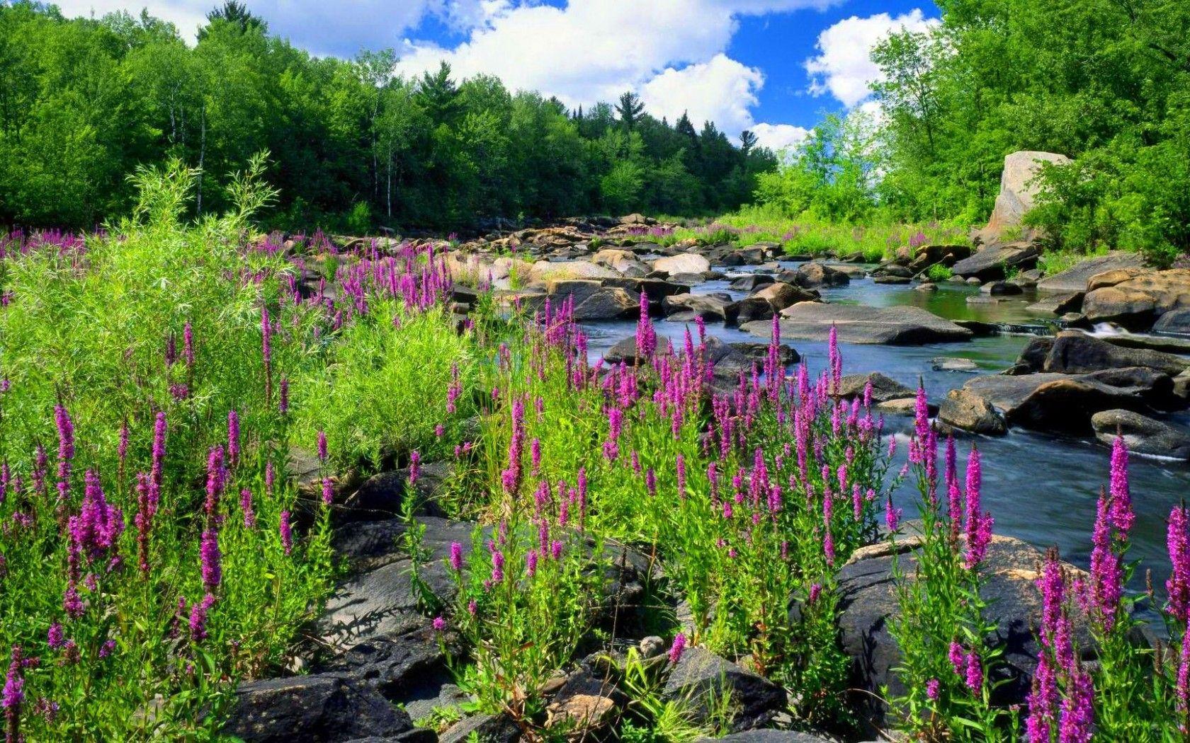 New Zealand Spring Wallpapers - Top Free New Zealand Spring Backgrounds ...