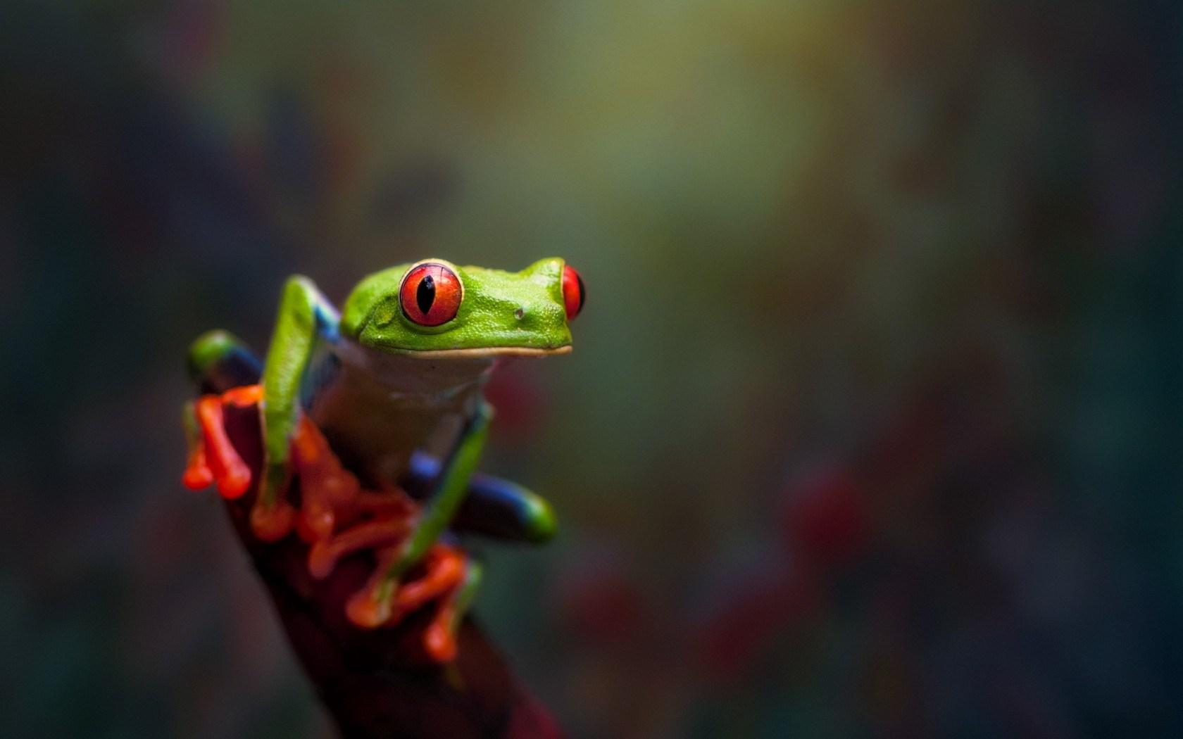Tree Frog Wallpapers - Top Free Tree Frog Backgrounds - WallpaperAccess