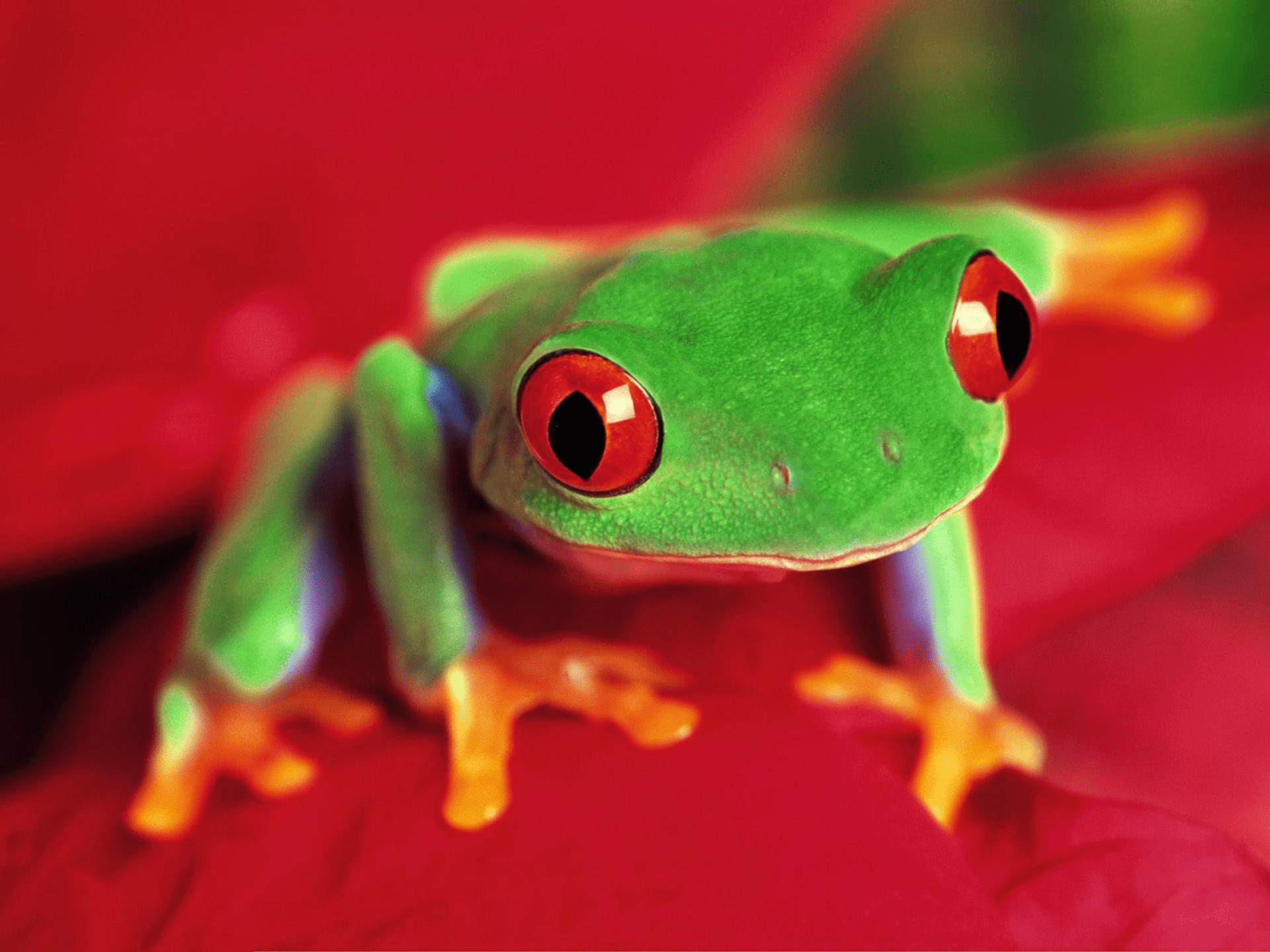 Tree Frog Wallpapers - Top Free Tree Frog Backgrounds - WallpaperAccess