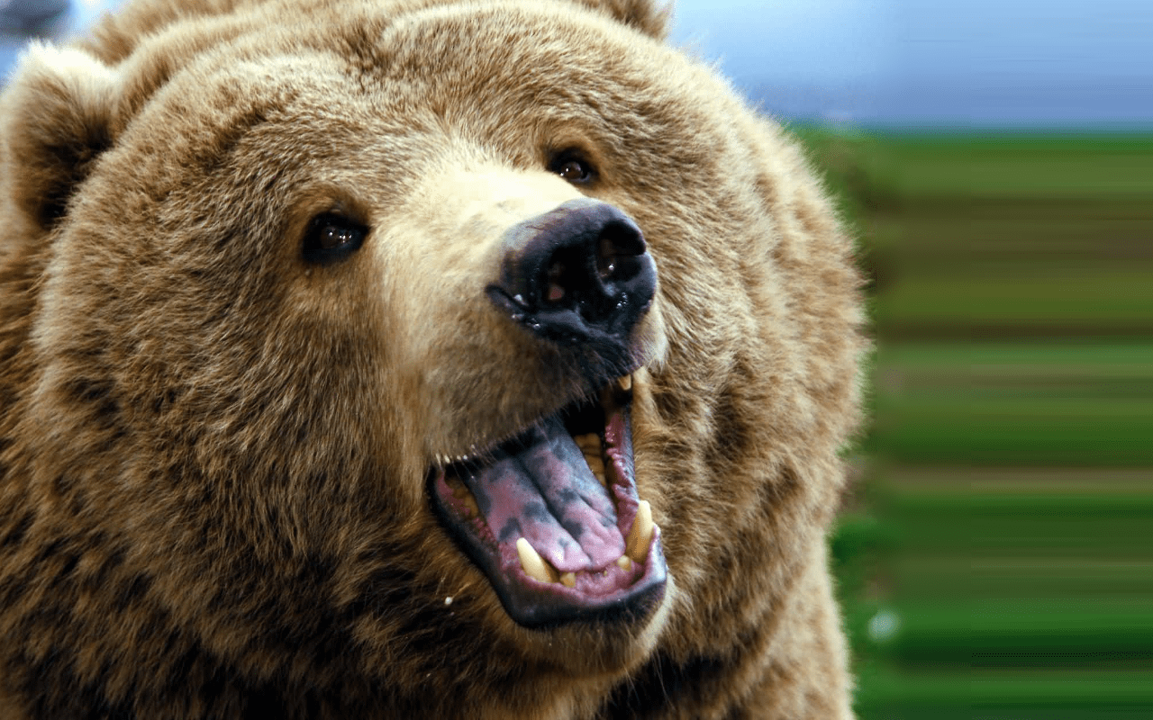 Bear HD Wallpapers - Top Free Bear HD Backgrounds - WallpaperAccess