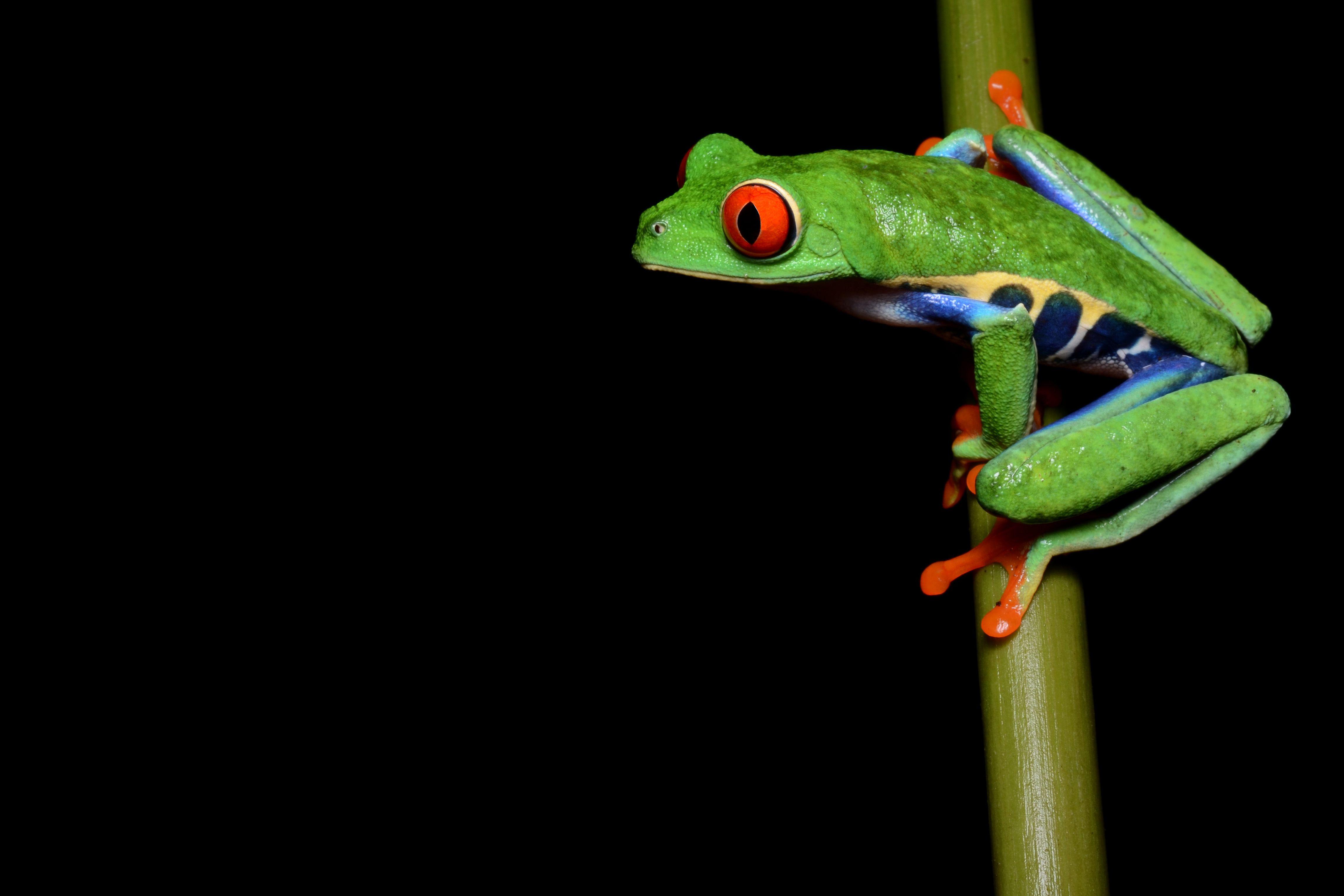 Tree Frog Wallpapers - Top Free Tree Frog Backgrounds - WallpaperAccess