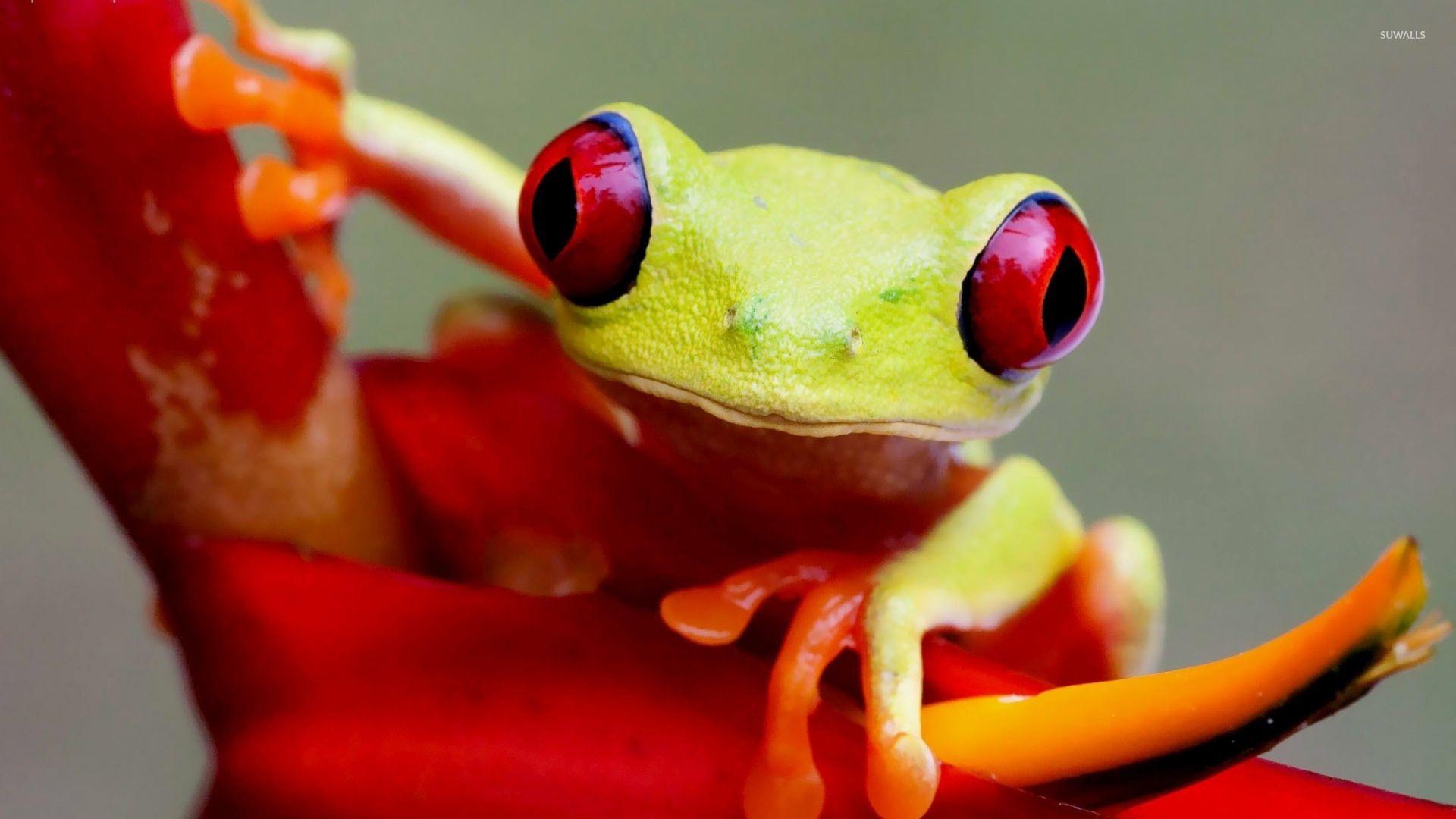 Tree Frog Wallpapers - Top Free Tree Frog Backgrounds - WallpaperAccess