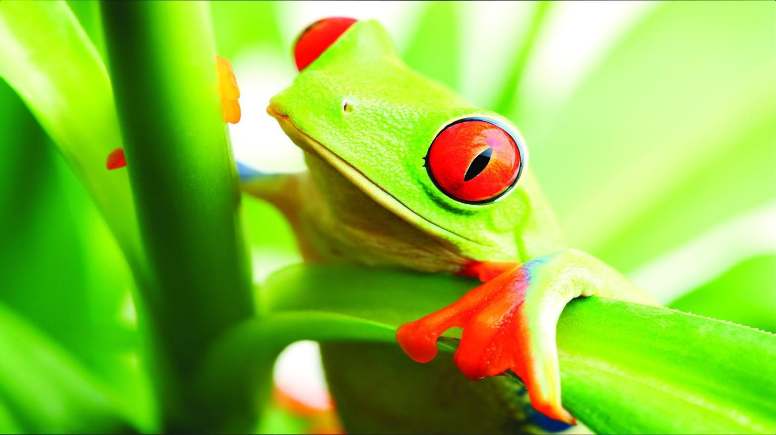 Tree Frog Wallpapers - Top Free Tree Frog Backgrounds - WallpaperAccess