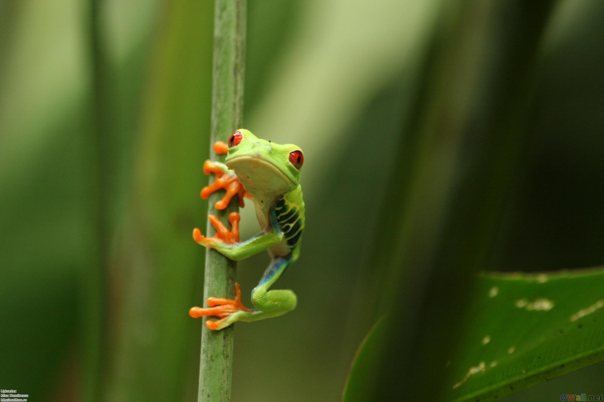 Tree Frog Wallpapers - Top Free Tree Frog Backgrounds - WallpaperAccess