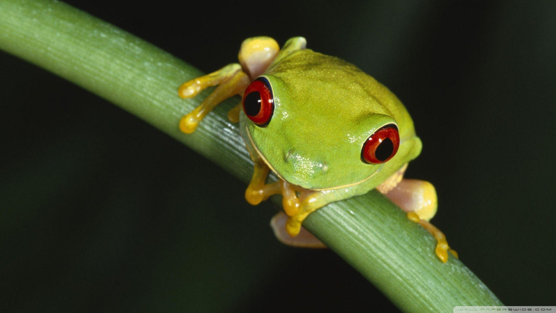 Tree Frog Wallpapers - Top Free Tree Frog Backgrounds - WallpaperAccess