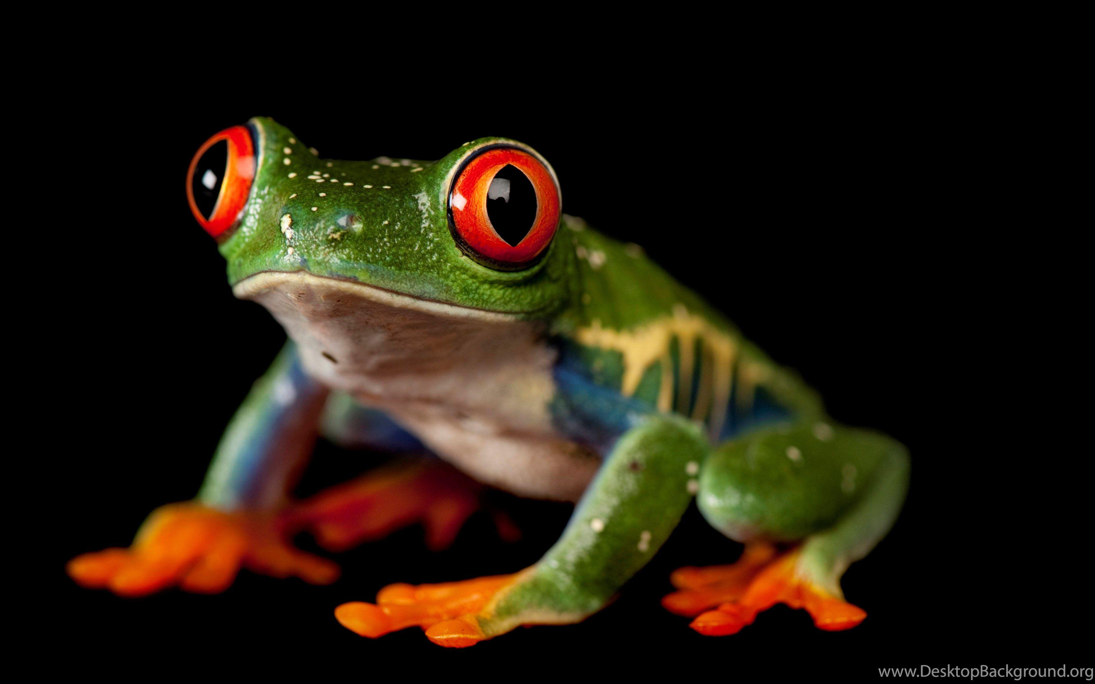 Tree Frog Wallpapers - Top Free Tree Frog Backgrounds - WallpaperAccess