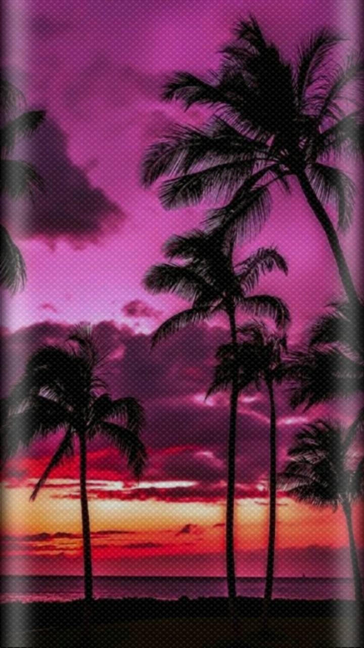 Florida Sunset Wallpapers - Top Free Florida Sunset Backgrounds ...