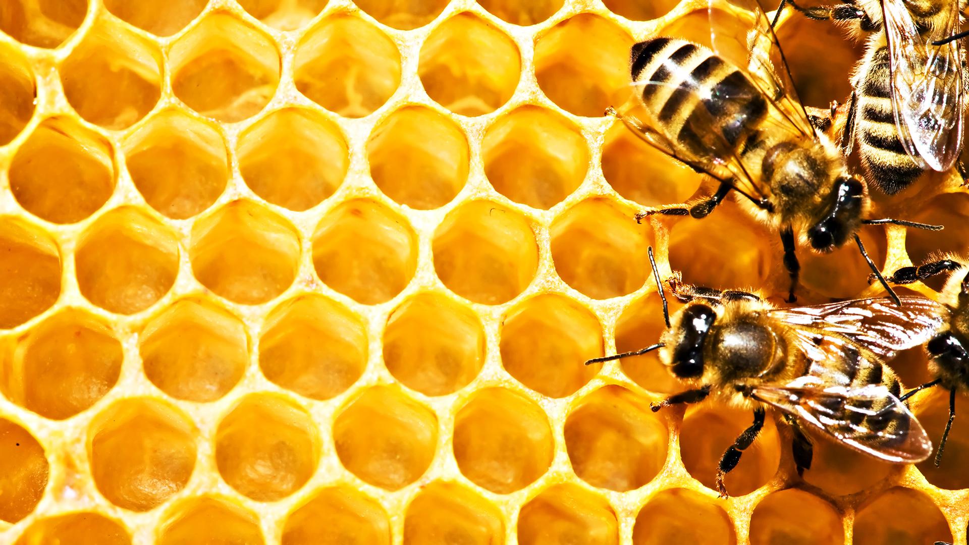 Bee Desktop Wallpapers - Top Free Bee Desktop Backgrounds - WallpaperAccess