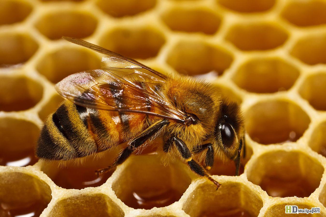 Honey Desktop Wallpapers - Top Free Honey Desktop Backgrounds ...