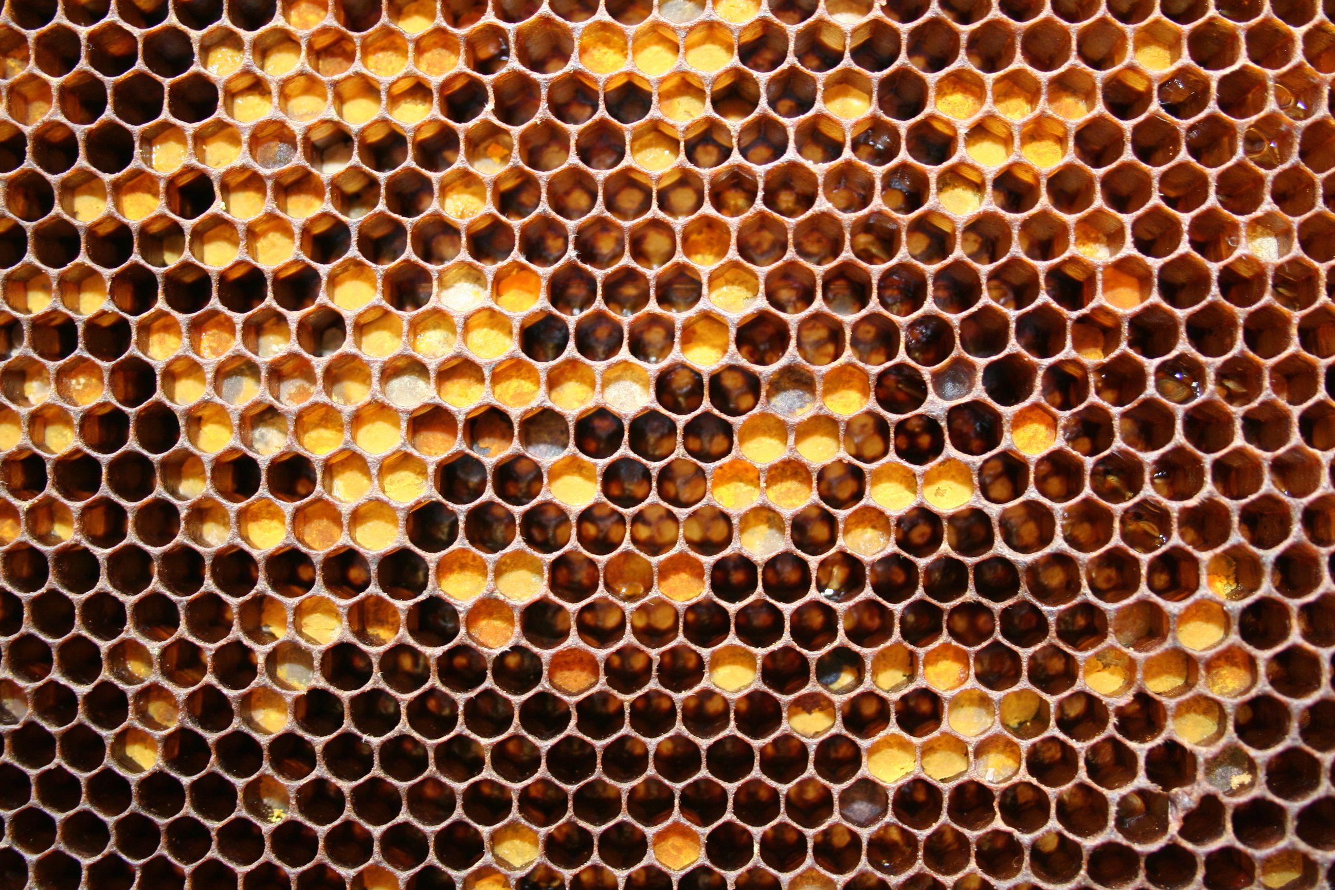 Honey Desktop Wallpapers - Top Free Honey Desktop Backgrounds ...