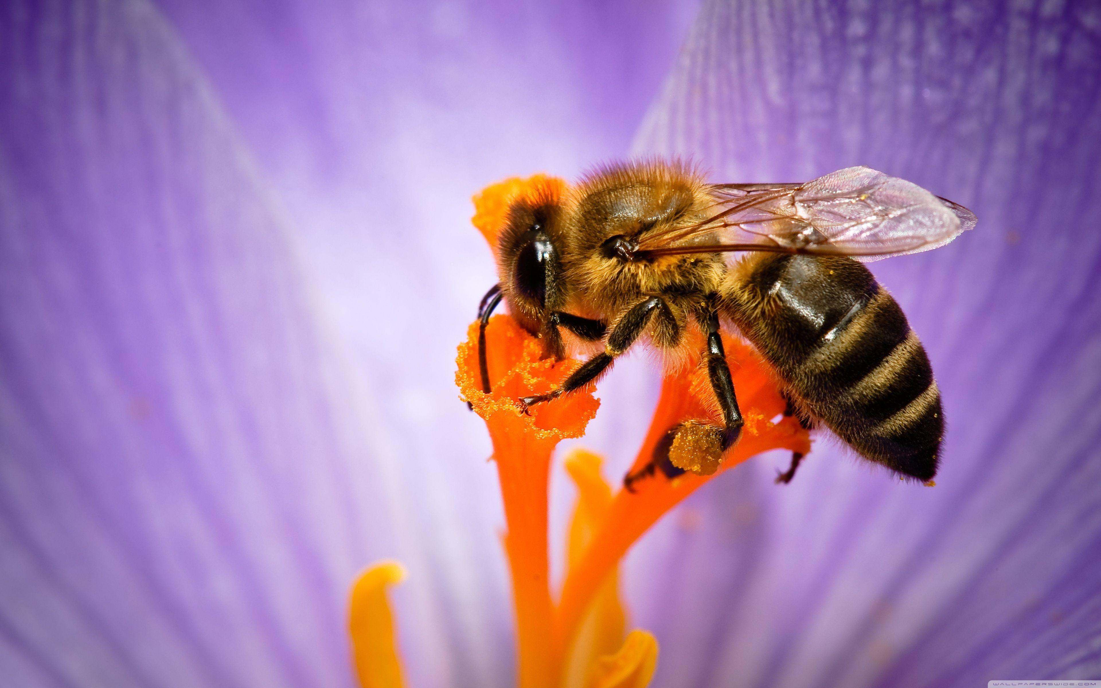 Honey Desktop Wallpapers - Top Free Honey Desktop Backgrounds ...