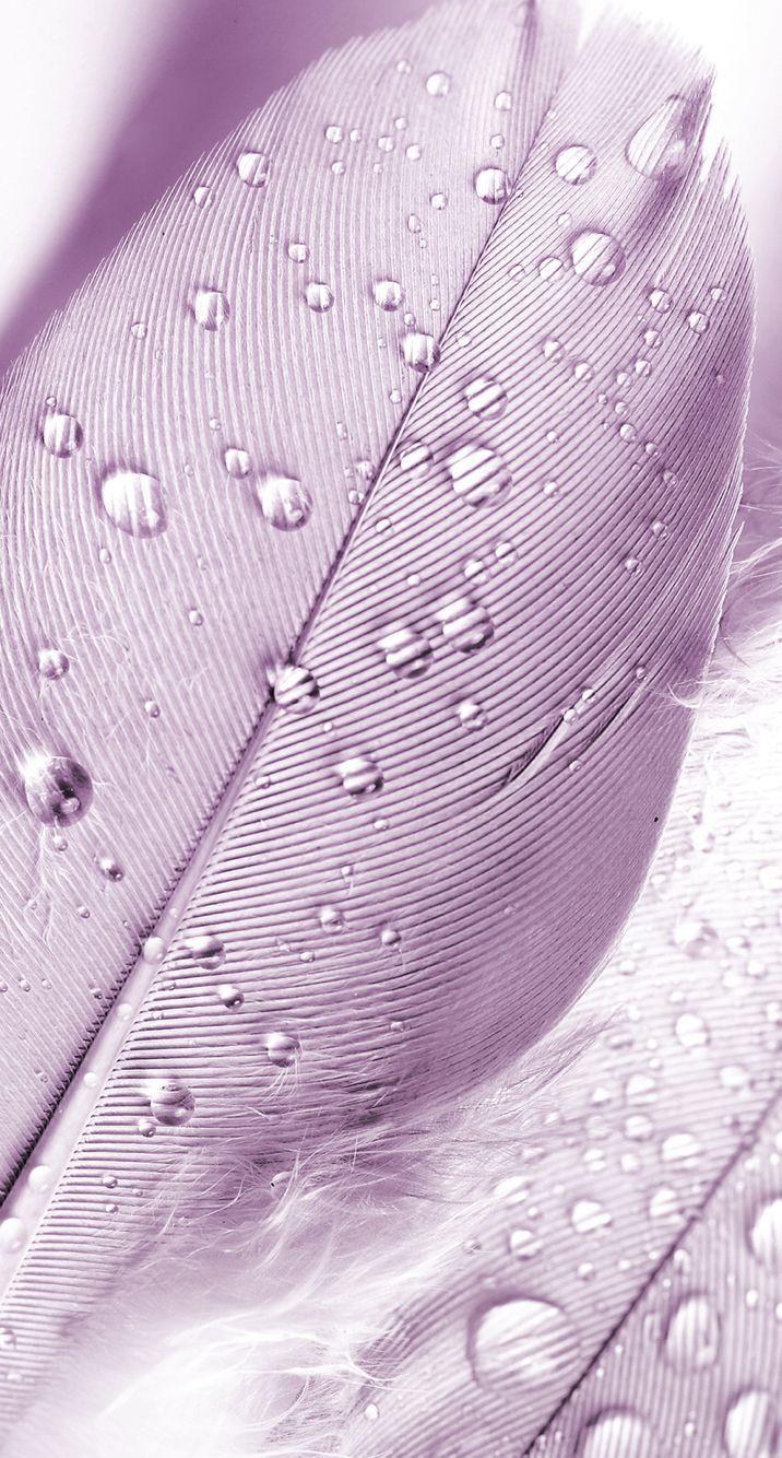 Purple Feathers Wallpapers - Top Free Purple Feathers Backgrounds ...