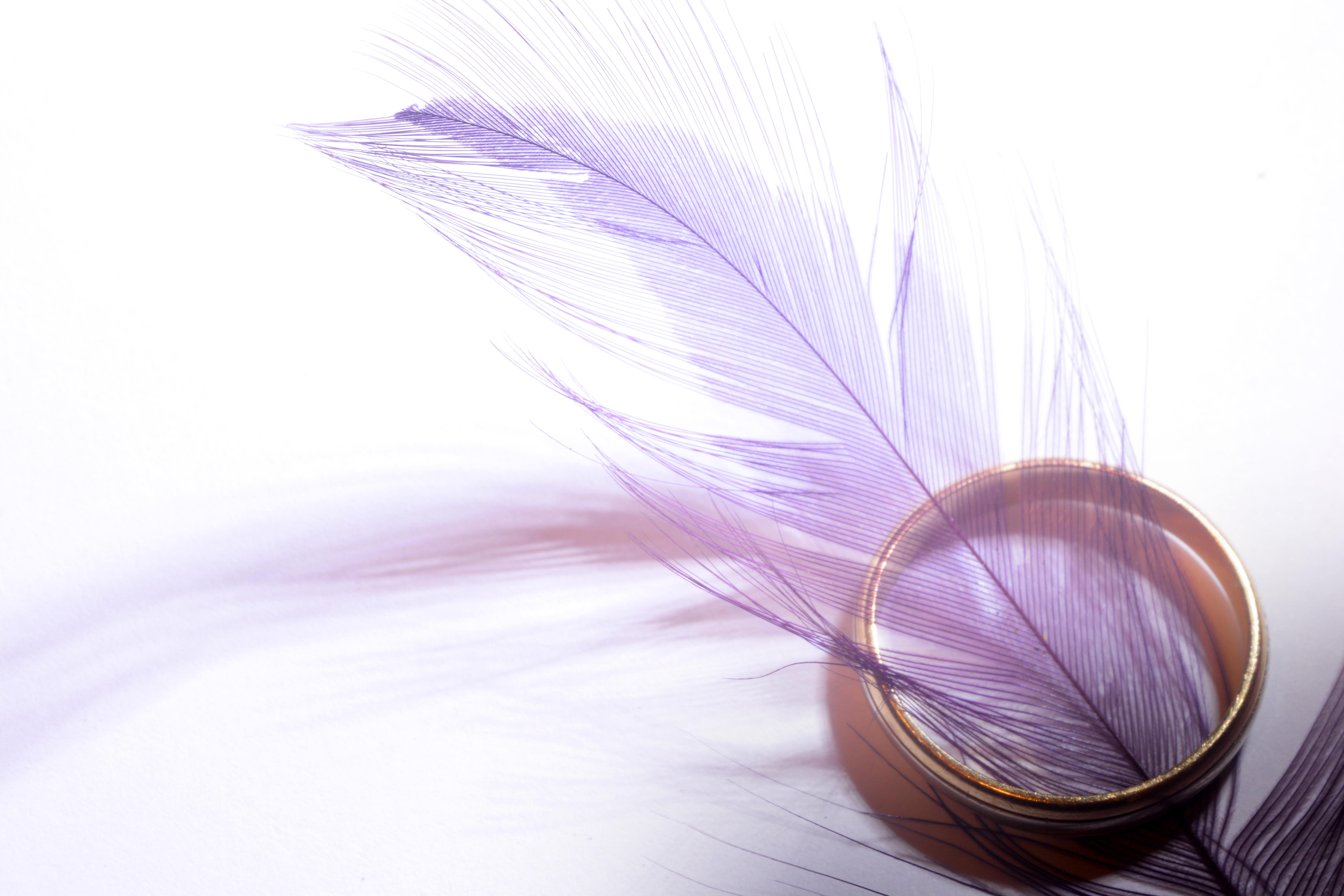 Purple Feathers Wallpapers - Top Free Purple Feathers Backgrounds ...