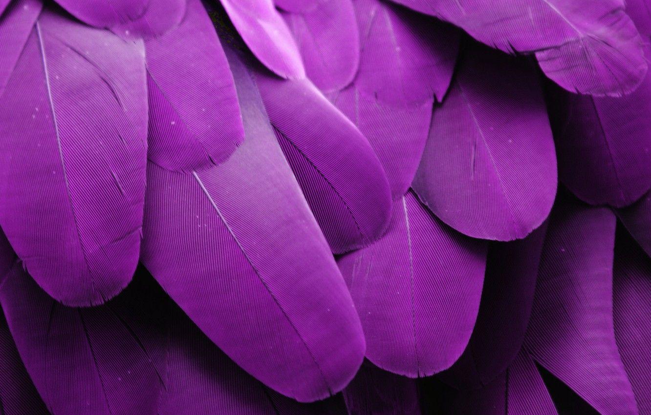 Purple Feathers Wallpapers - Top Free Purple Feathers Backgrounds ...