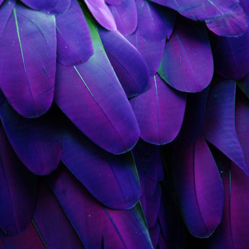 Purple Feathers Wallpapers - Top Free Purple Feathers Backgrounds ...